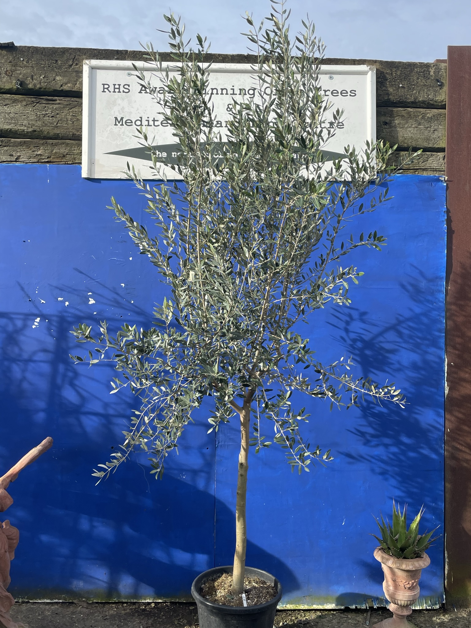 Tuscan Olive tree -free delivery - The Norfolk Olive Tree Company