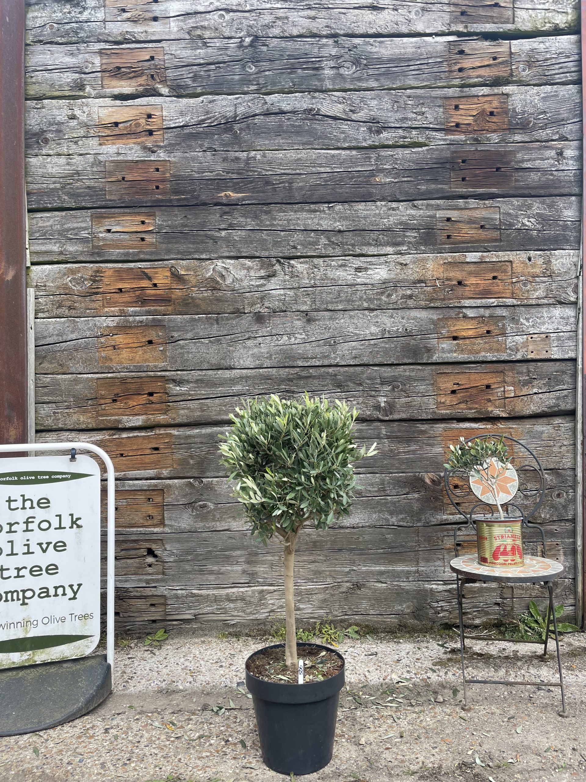 1/2 Standard olive tree. Free delivery. - The Norfolk Olive Tree Company