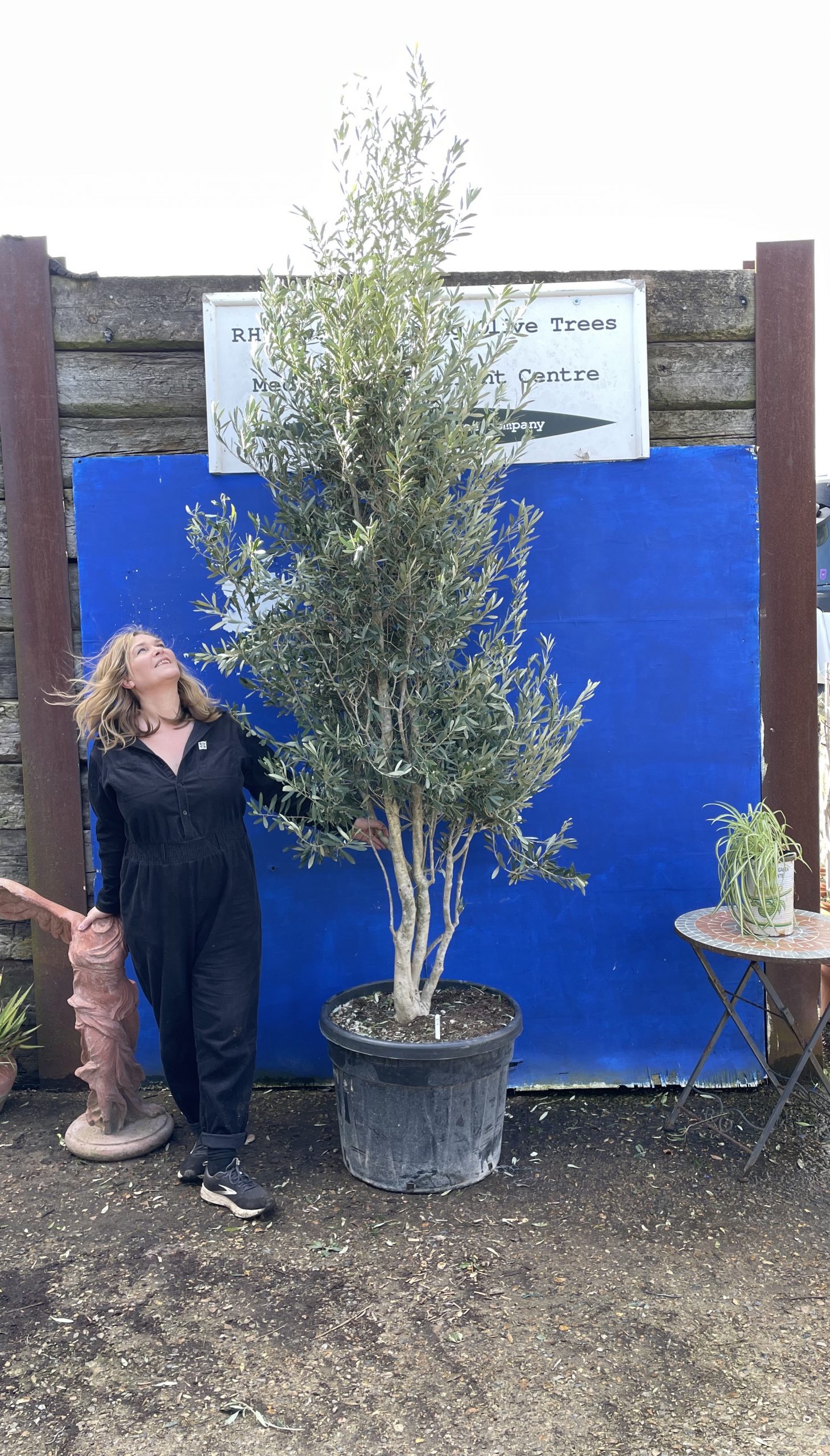 Multi-stem screening olive tree - The Norfolk Olive Tree Company
