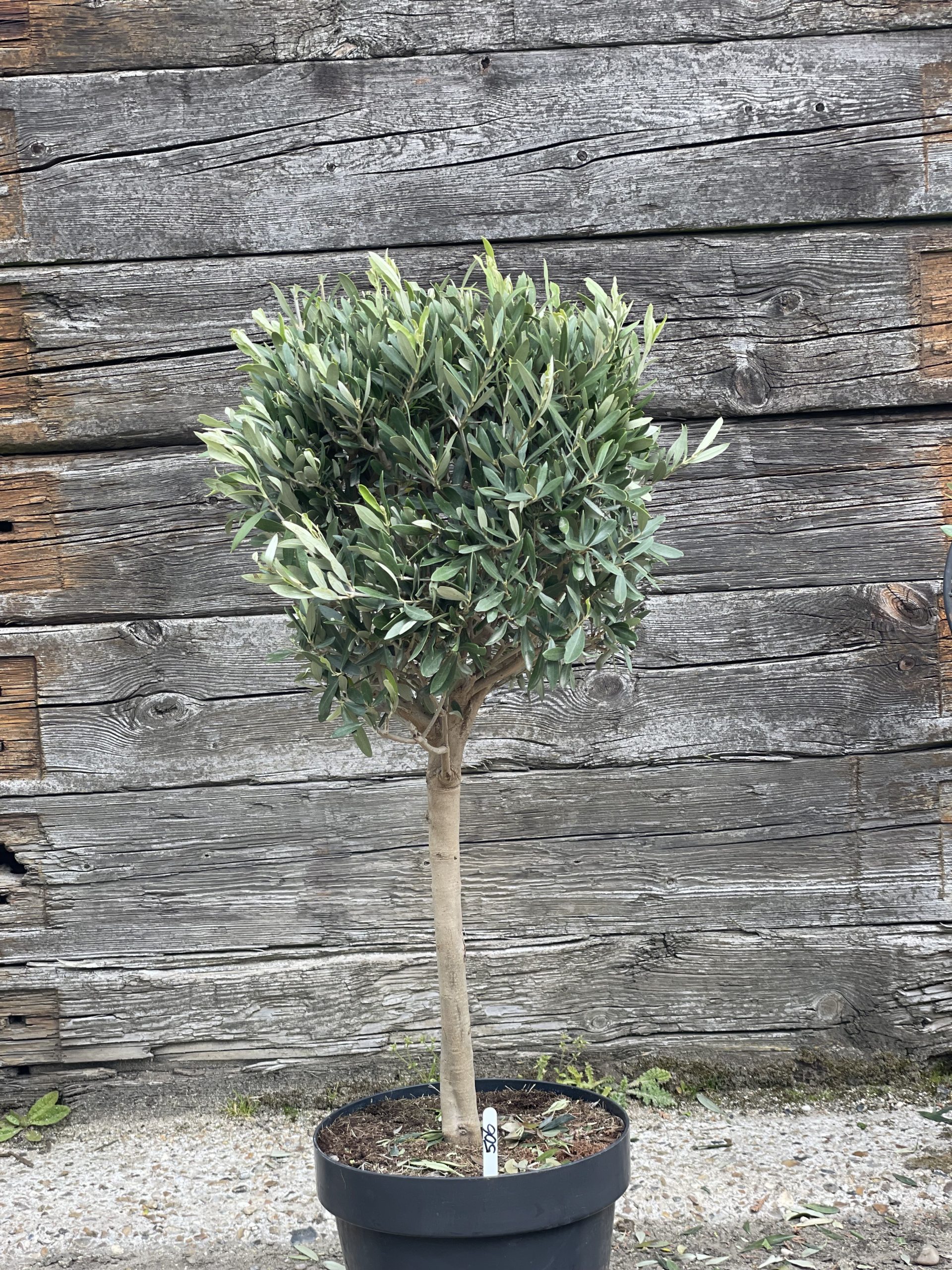 1/2 Standard olive tree. Free delivery. - The Norfolk Olive Tree Company