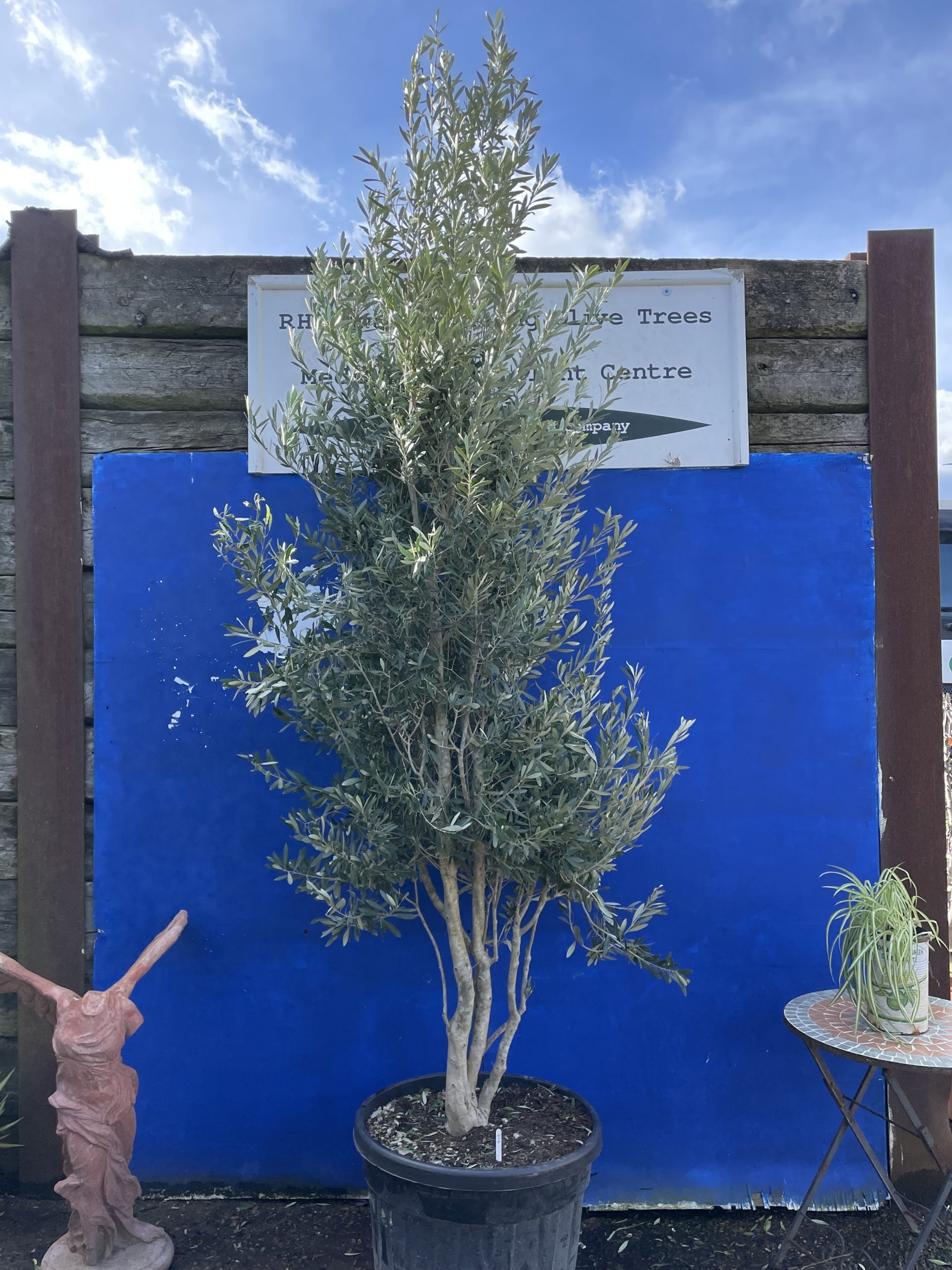Multi-stem screening olive tree - The Norfolk Olive Tree Company