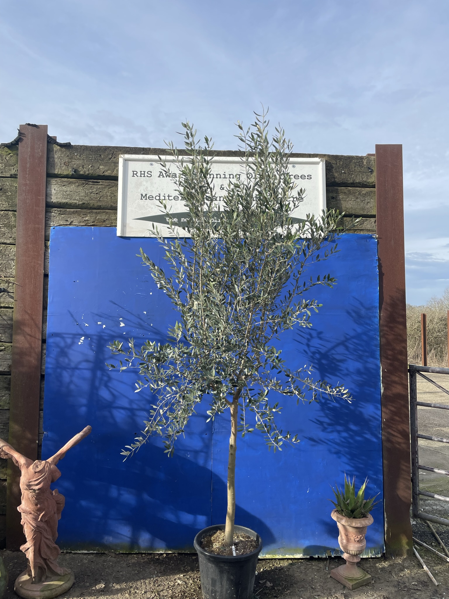 Tuscan Olive tree -free delivery - The Norfolk Olive Tree Company