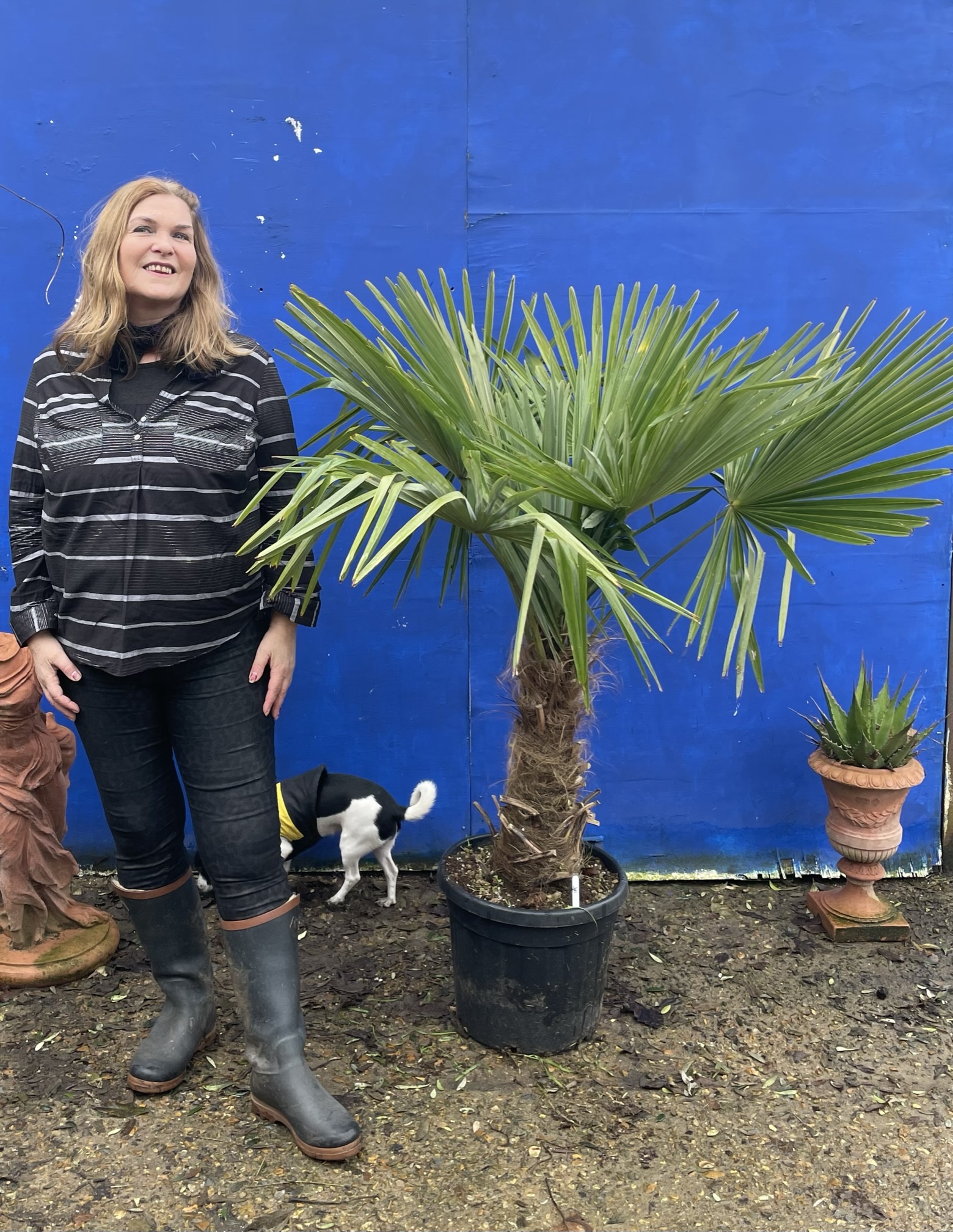 Trachycarpus fortunei palm tree - The Norfolk Olive Tree Company