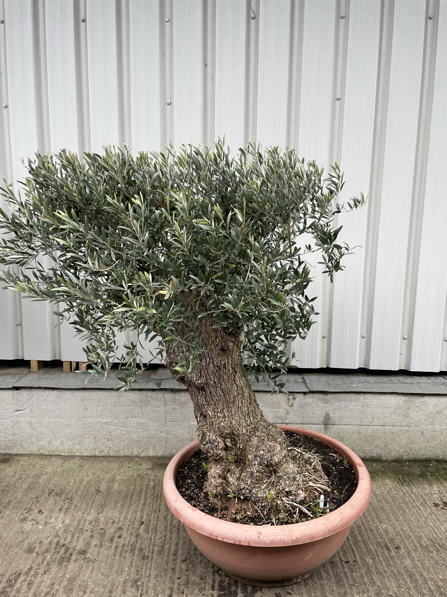 Bonsai Olive tree - The Norfolk Olive Tree Company