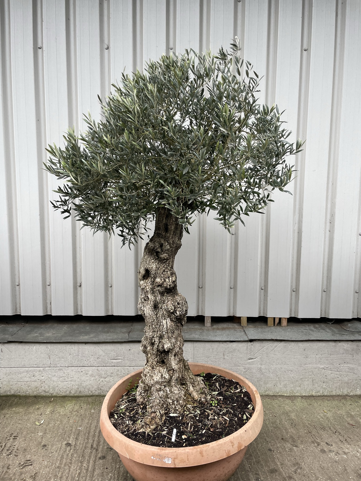 Gnarled Olive tree bonsai bowl - The Norfolk Olive Tree Company