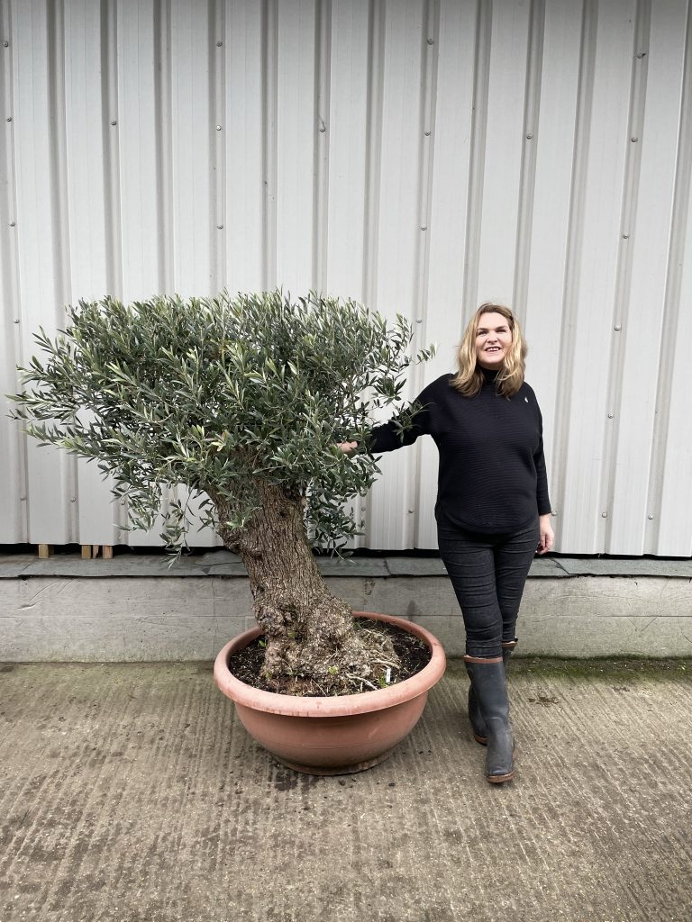 Bonsai Olive tree - The Norfolk Olive Tree Company
