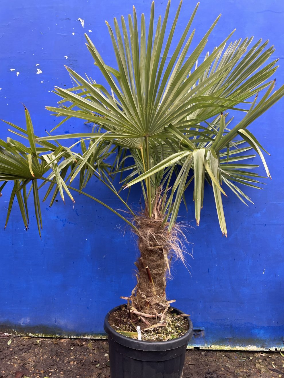 Trachycarpus fortunei palm tree - The Norfolk Olive Tree Company