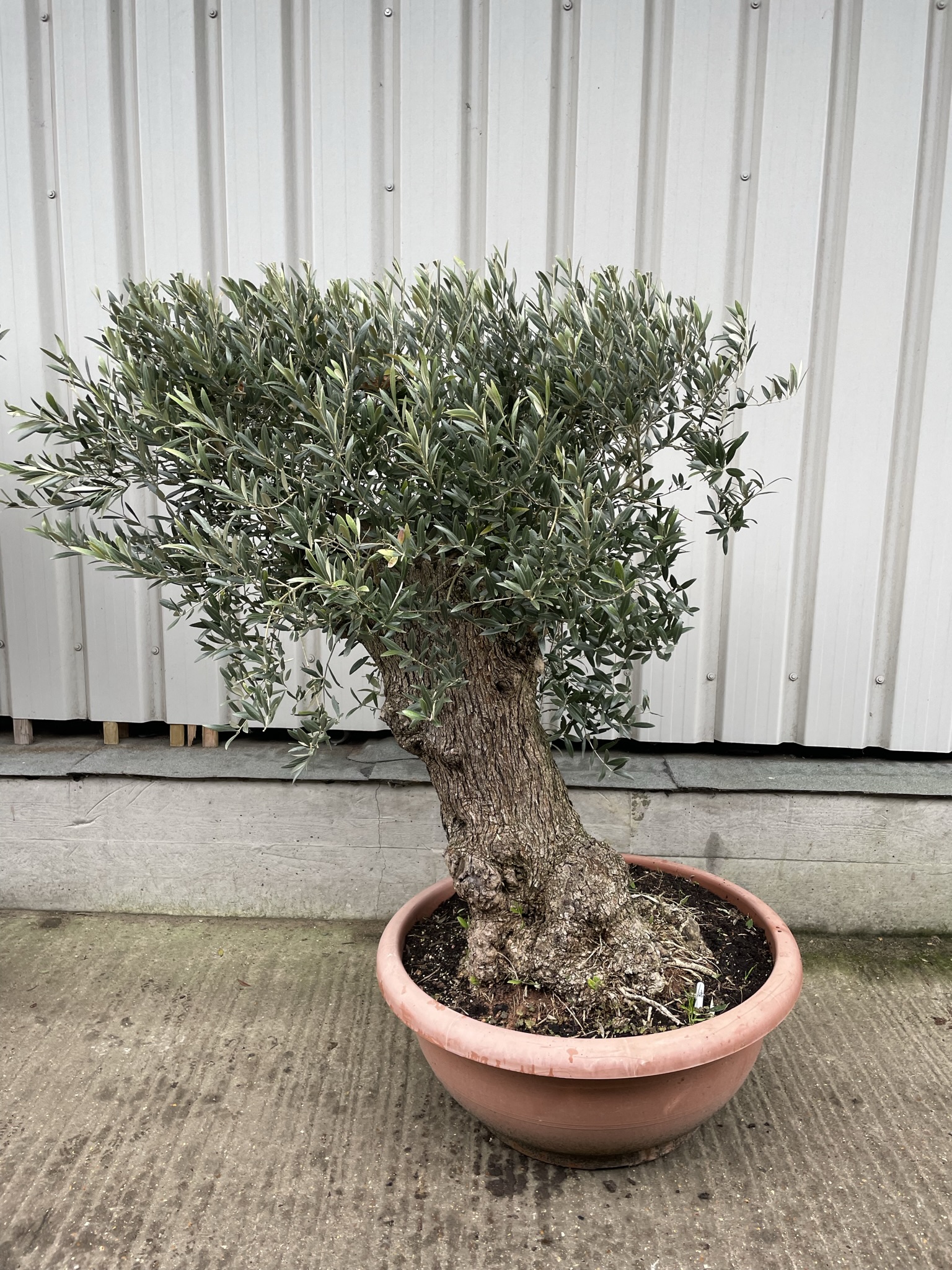 Bonsai Olive tree - The Norfolk Olive Tree Company