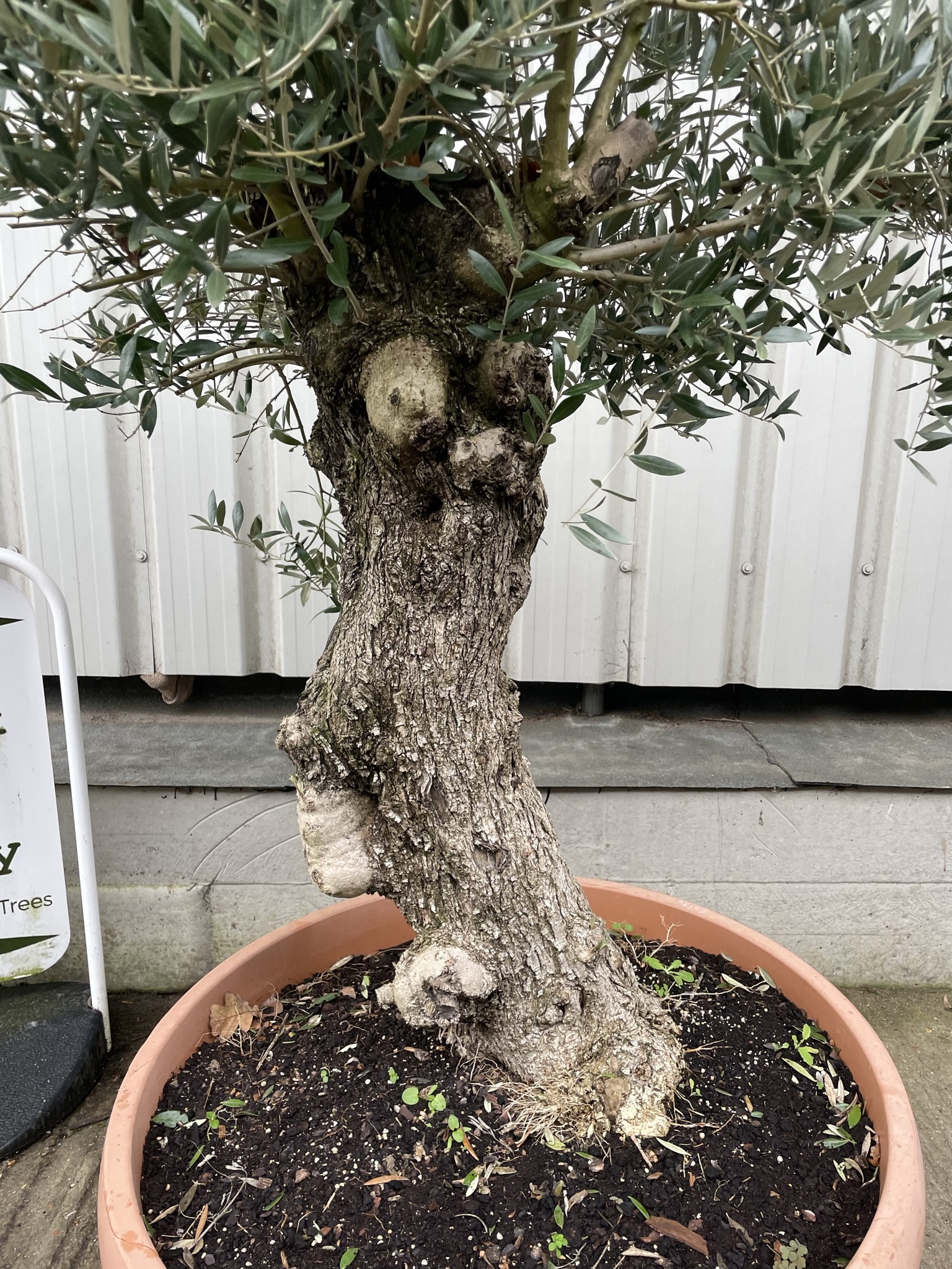 Gnarled Olive tree bonsai bowl - The Norfolk Olive Tree Company