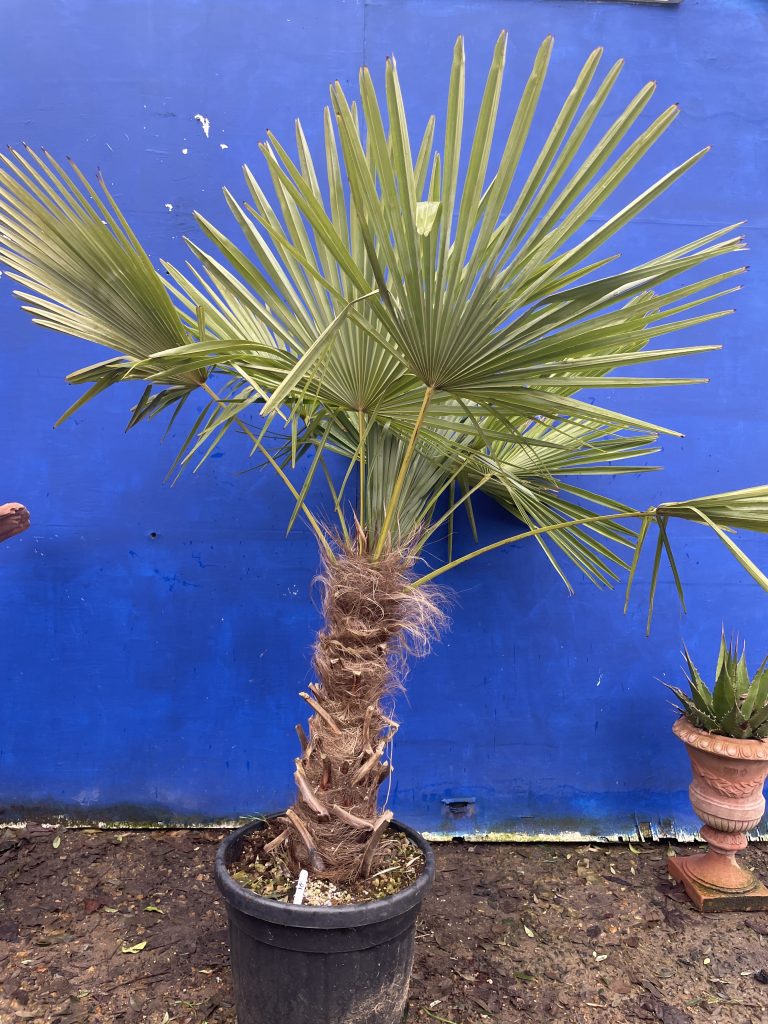 Trachycarpus fortunei palm tree - The Norfolk Olive Tree Company