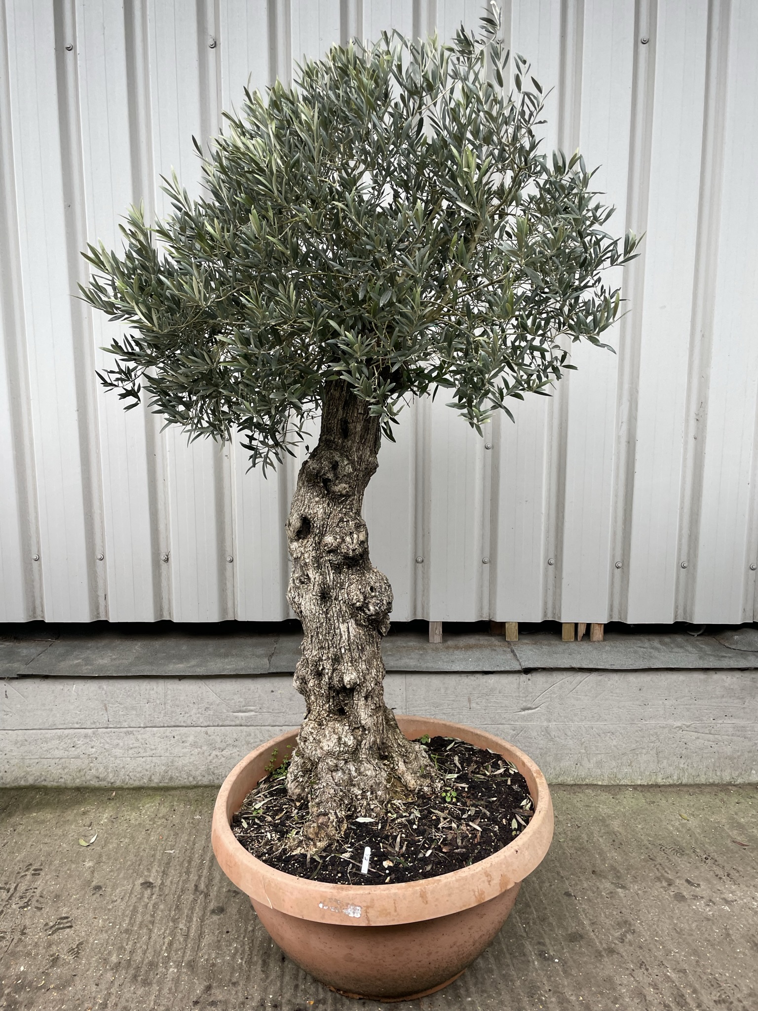Gnarled Olive tree bonsai bowl - The Norfolk Olive Tree Company