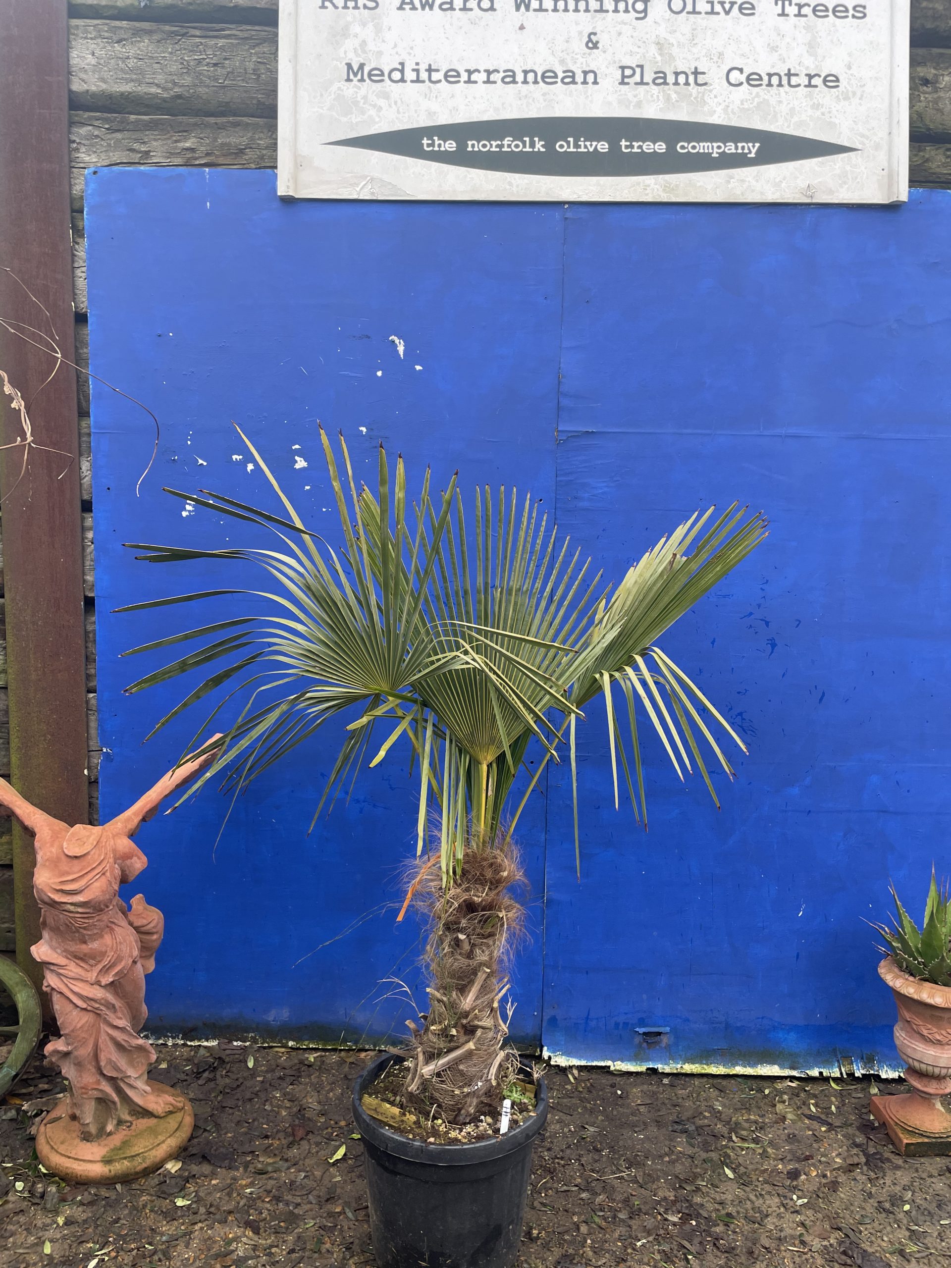Trachycarpus fortunei palm tree- free delivery - The Norfolk Olive Tree ...