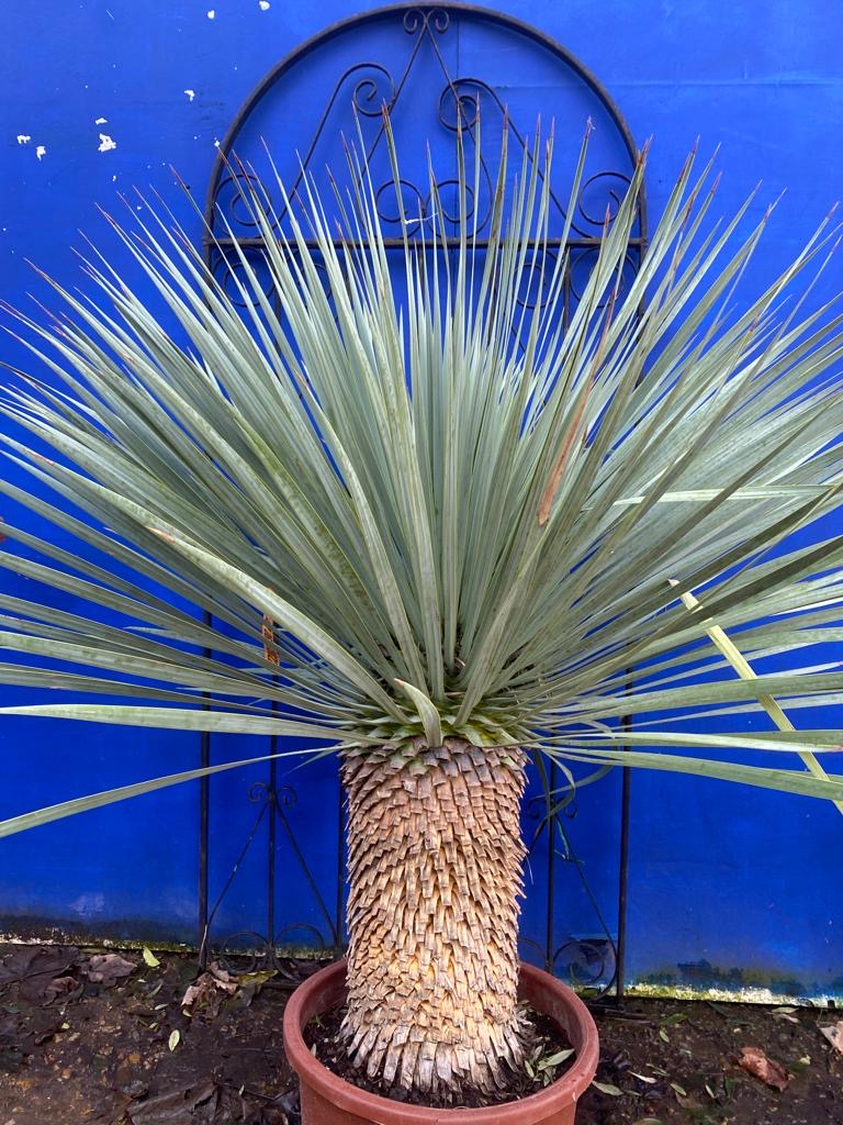 Mature Yucca Rostrata - The Norfolk Olive Tree Company