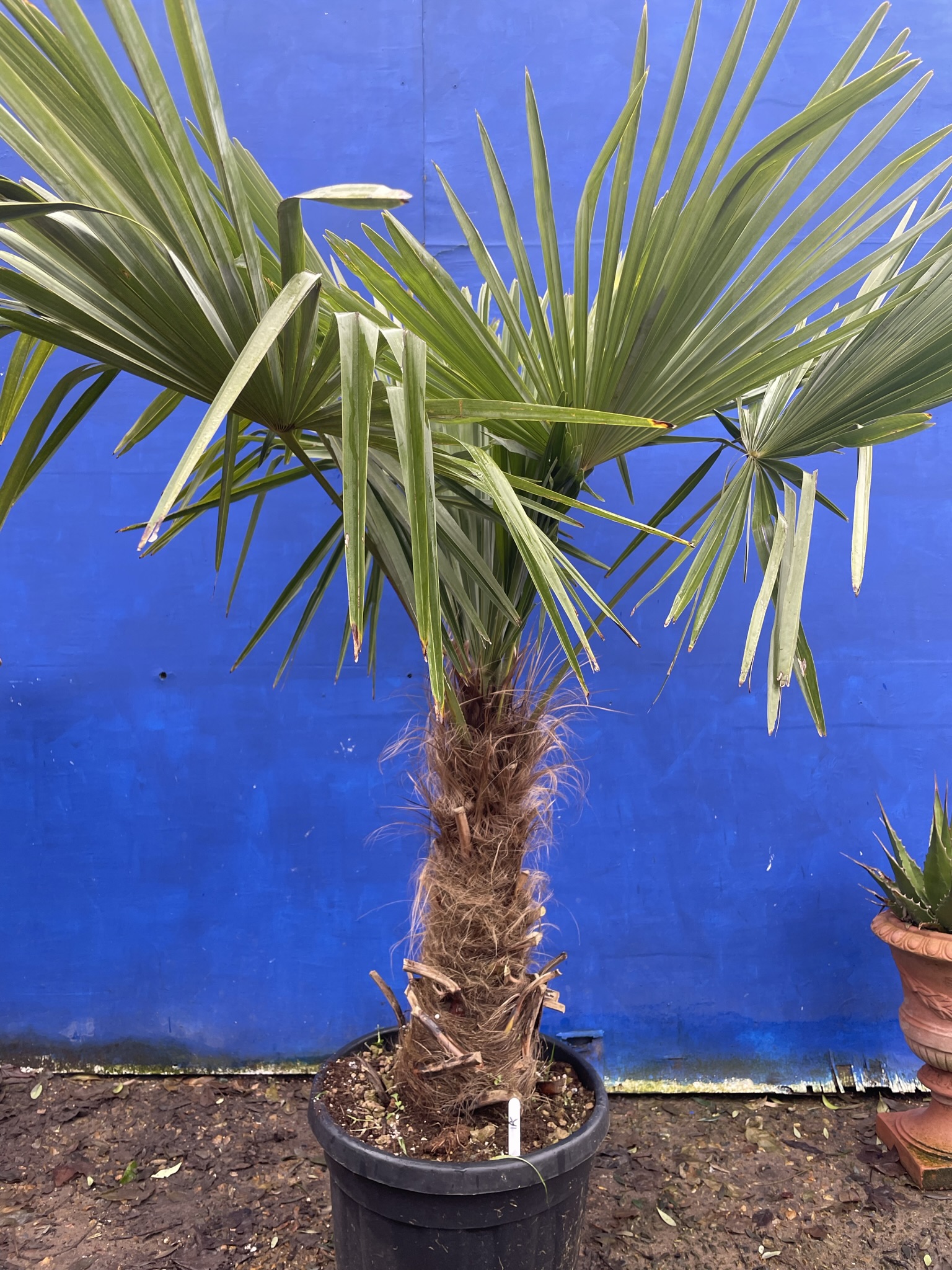 Trachycarpus fortunei palm tree - The Norfolk Olive Tree Company