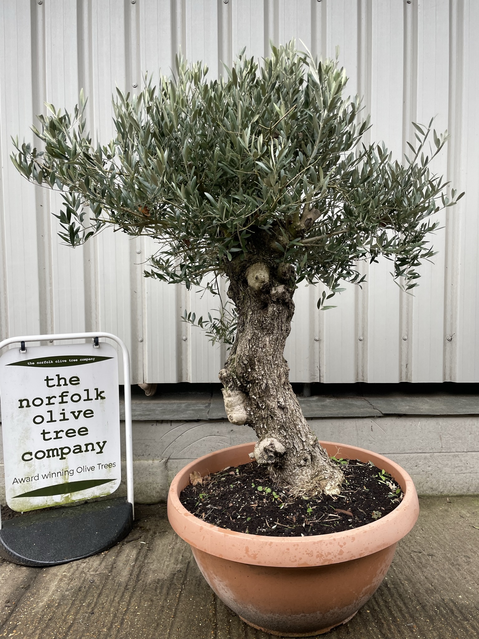 Gnarled Olive tree bonsai bowl - The Norfolk Olive Tree Company