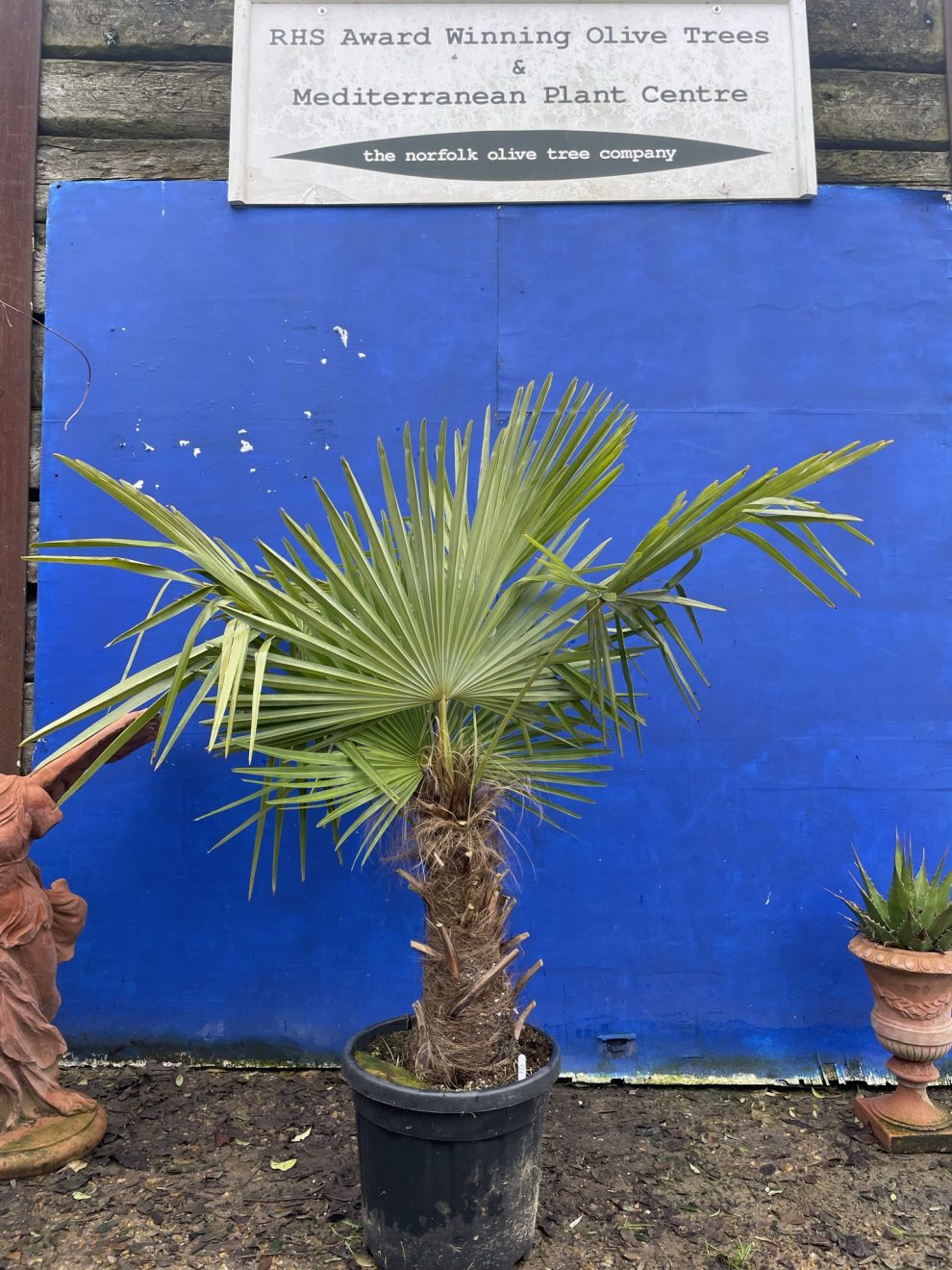 Trachycarpus fortunei palm tree - The Norfolk Olive Tree Company