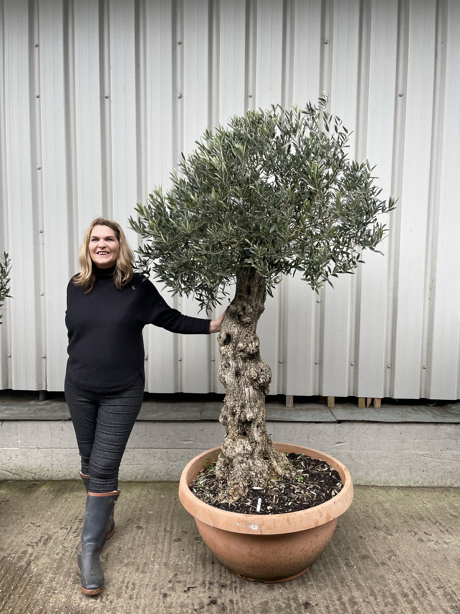 Gnarled Olive tree bonsai bowl - The Norfolk Olive Tree Company