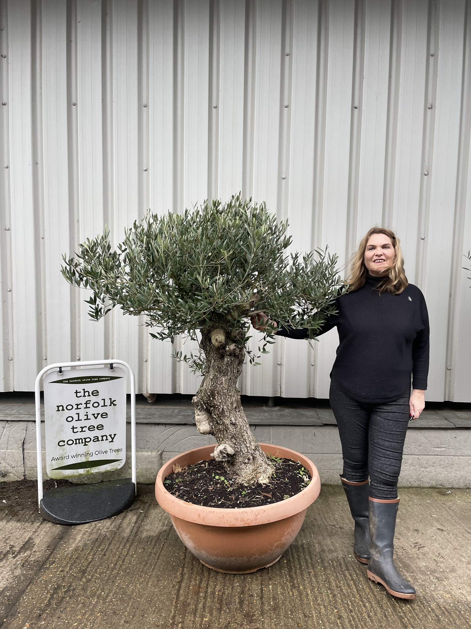 Gnarled Olive tree bonsai bowl - The Norfolk Olive Tree Company