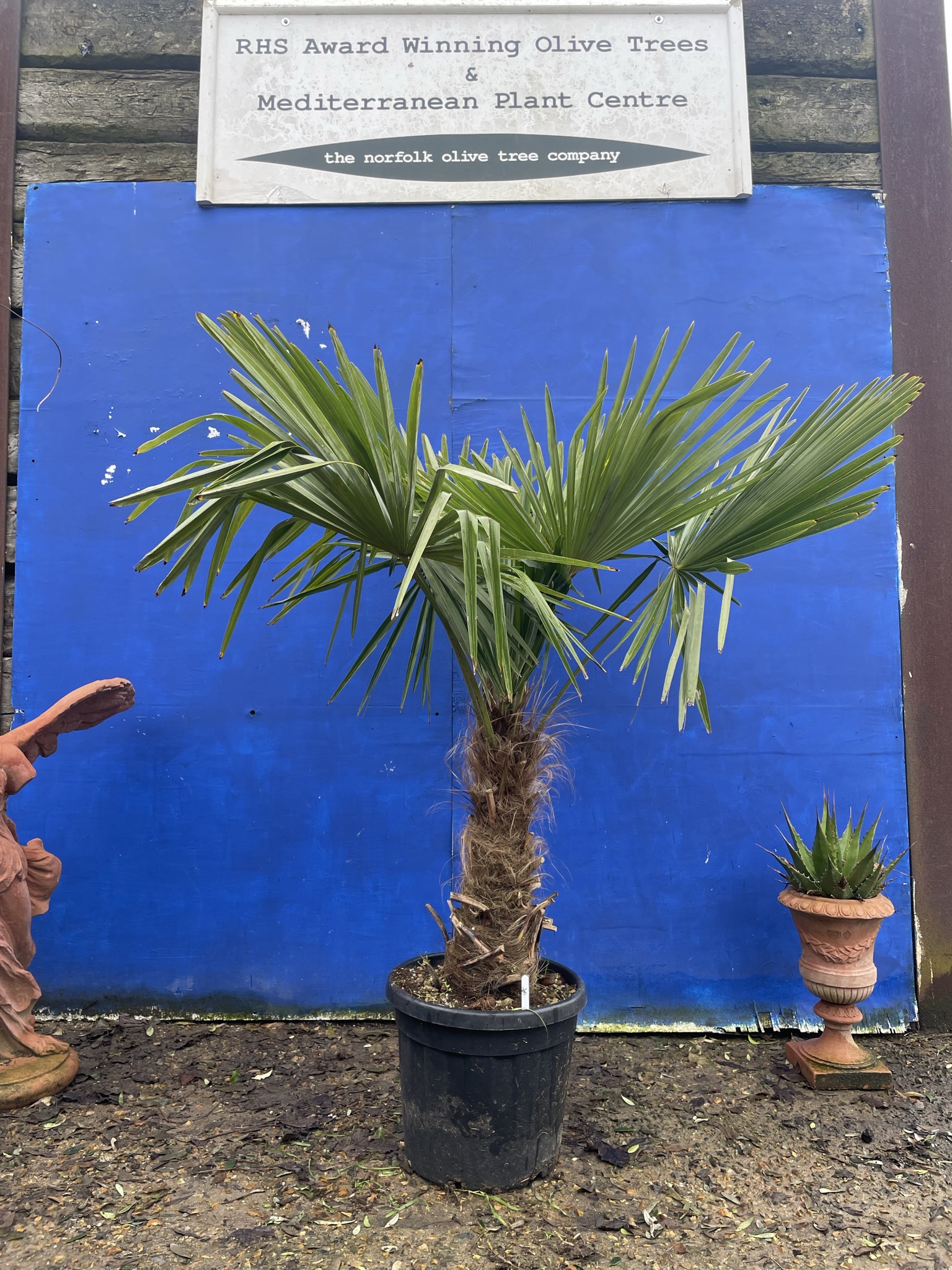 Trachycarpus fortunei palm tree - The Norfolk Olive Tree Company