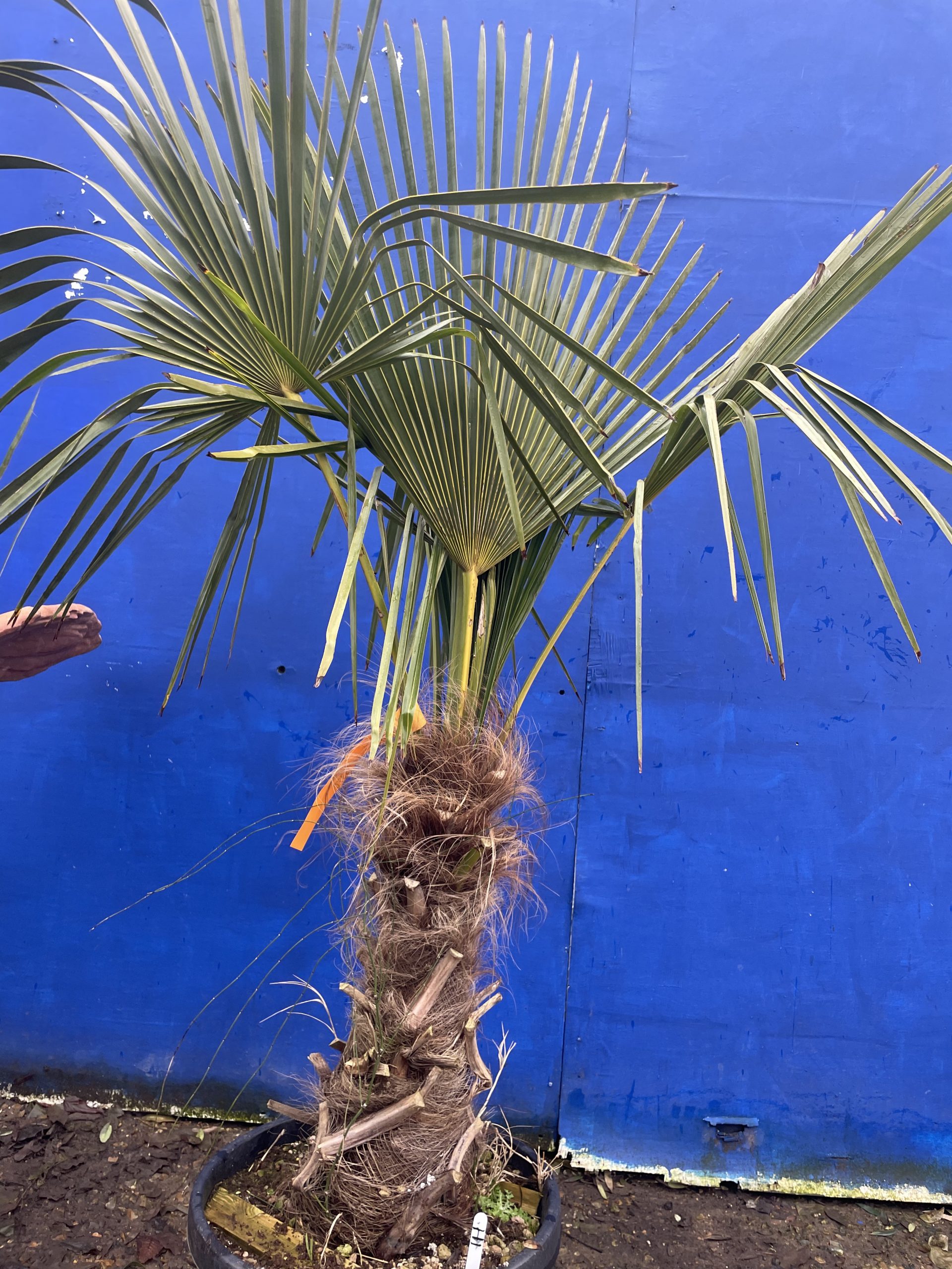 Trachycarpus fortunei palm tree- free delivery - The Norfolk Olive Tree ...