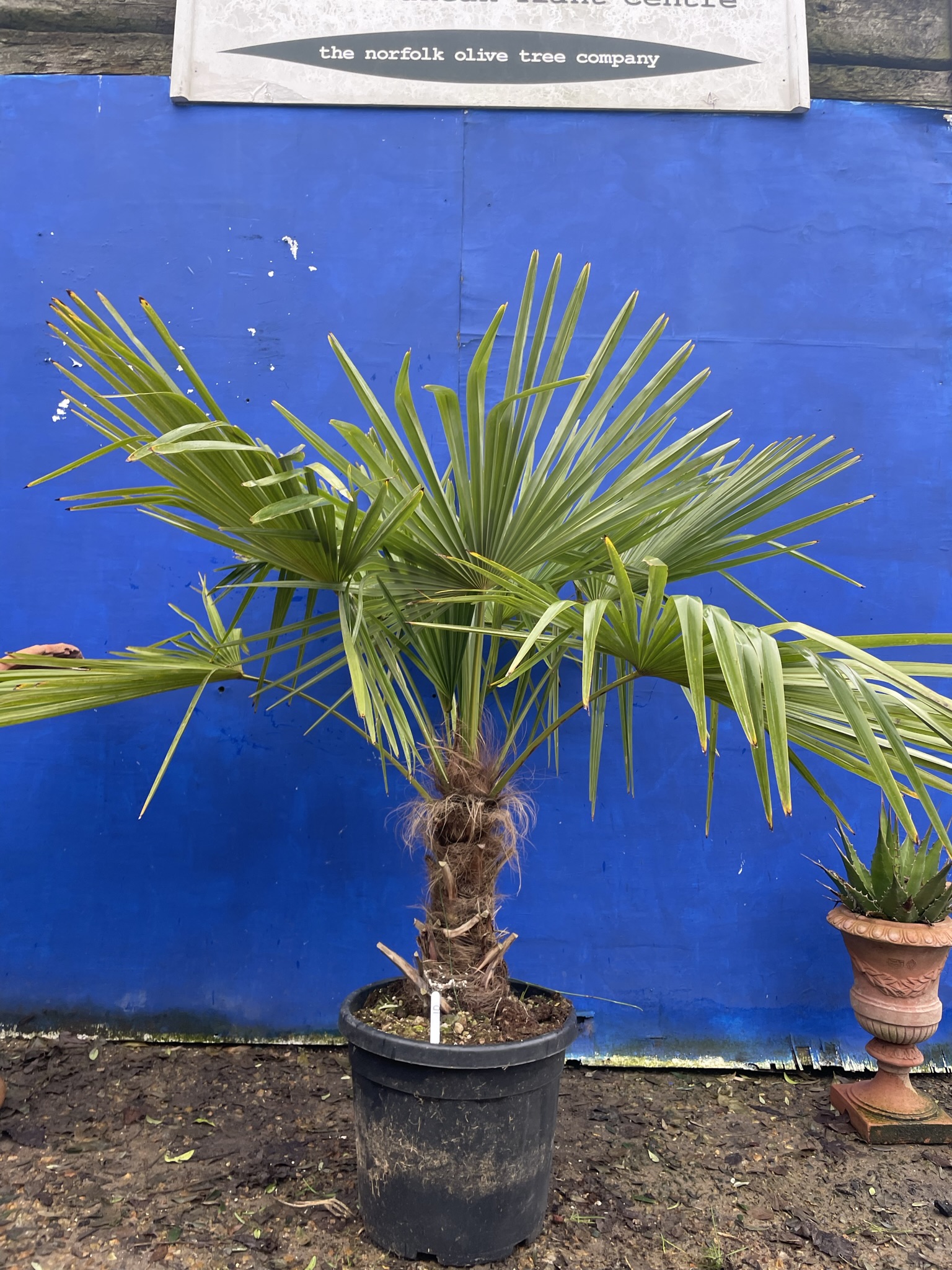 Trachycarpus fortunei palm tree - The Norfolk Olive Tree Company