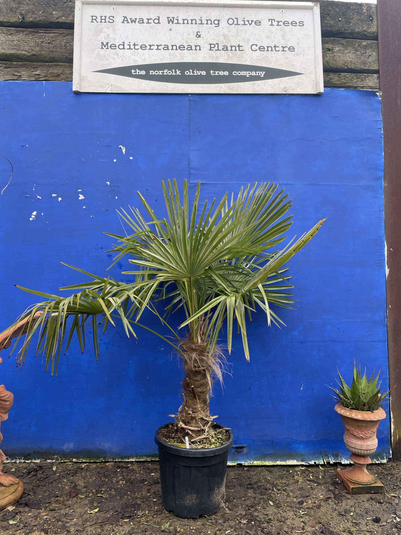 Trachycarpus fortunei palm tree - The Norfolk Olive Tree Company