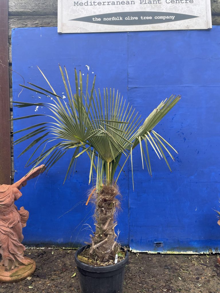 Trachycarpus fortunei palm tree - The Norfolk Olive Tree Company