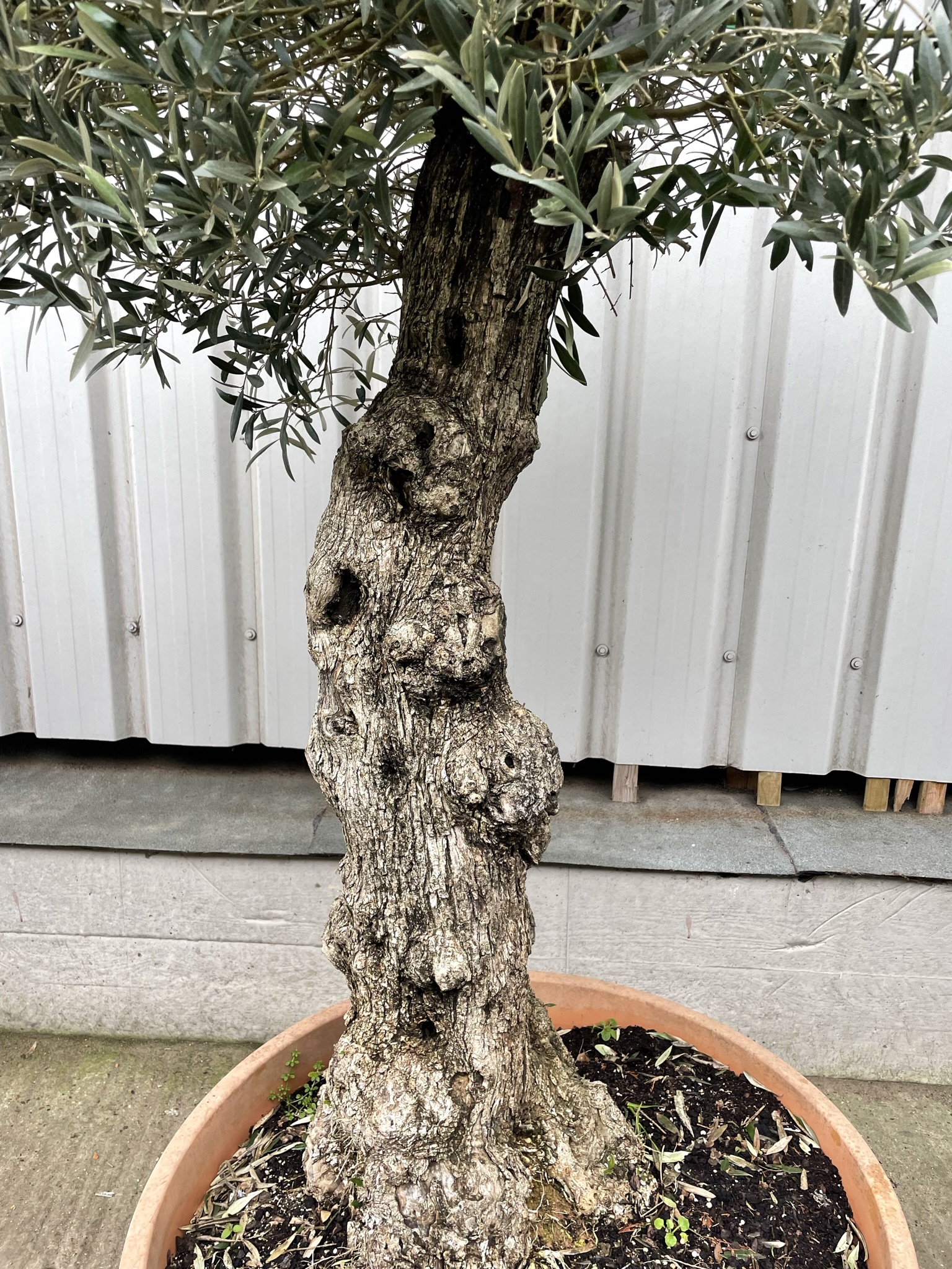 Gnarled Olive tree bonsai bowl - The Norfolk Olive Tree Company
