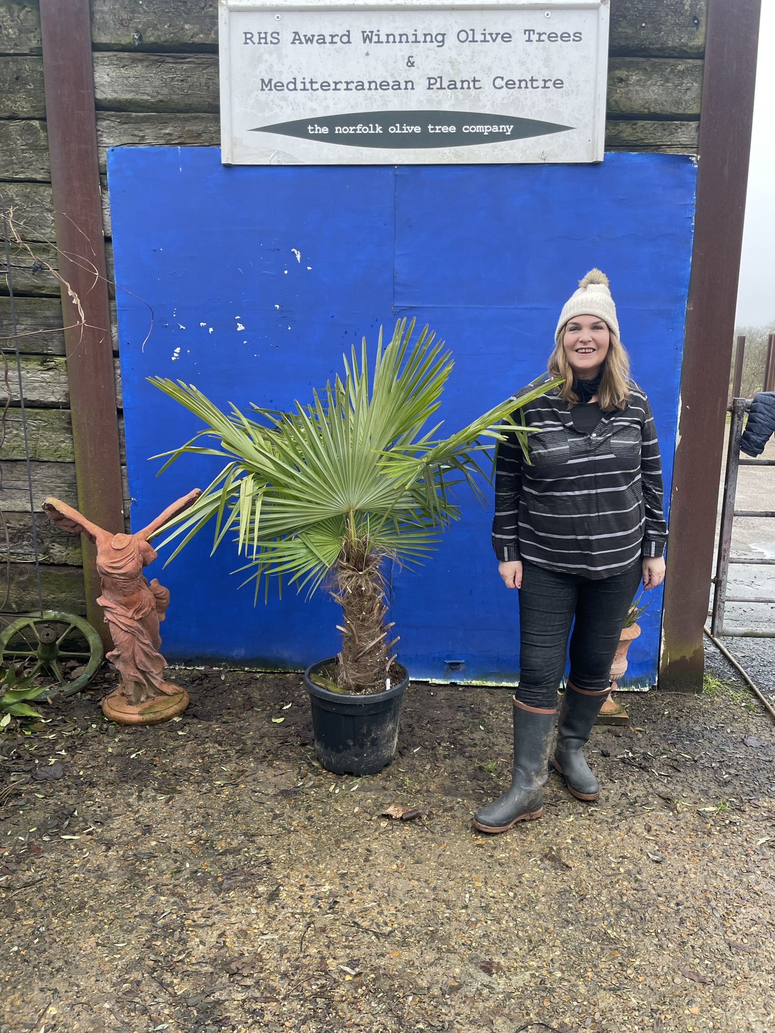 Trachycarpus fortunei palm tree - The Norfolk Olive Tree Company
