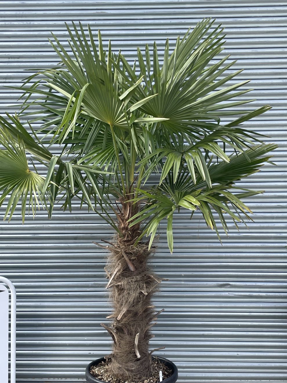 Trachycarpus fortunei palm tree - The Norfolk Olive Tree Company