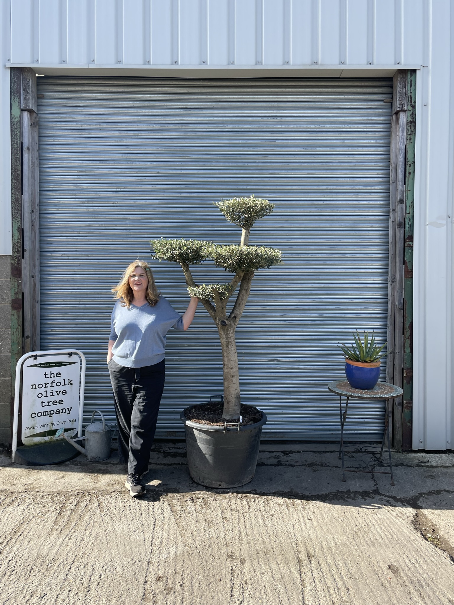 Patio cloud tree 241 - The Norfolk Olive Tree Company