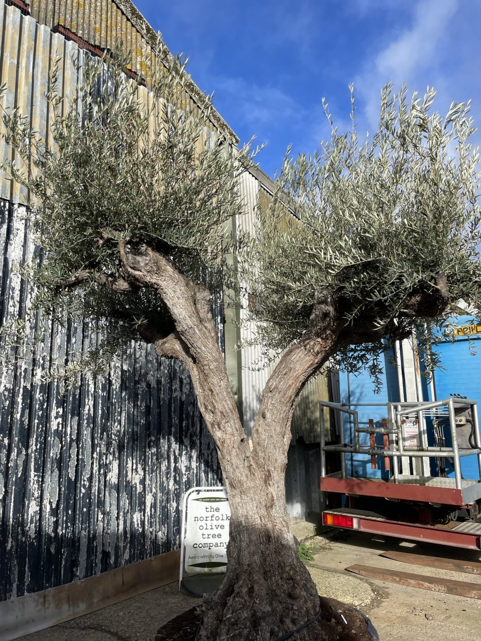 Tall ancient Olive tree - The Norfolk Olive Tree Company