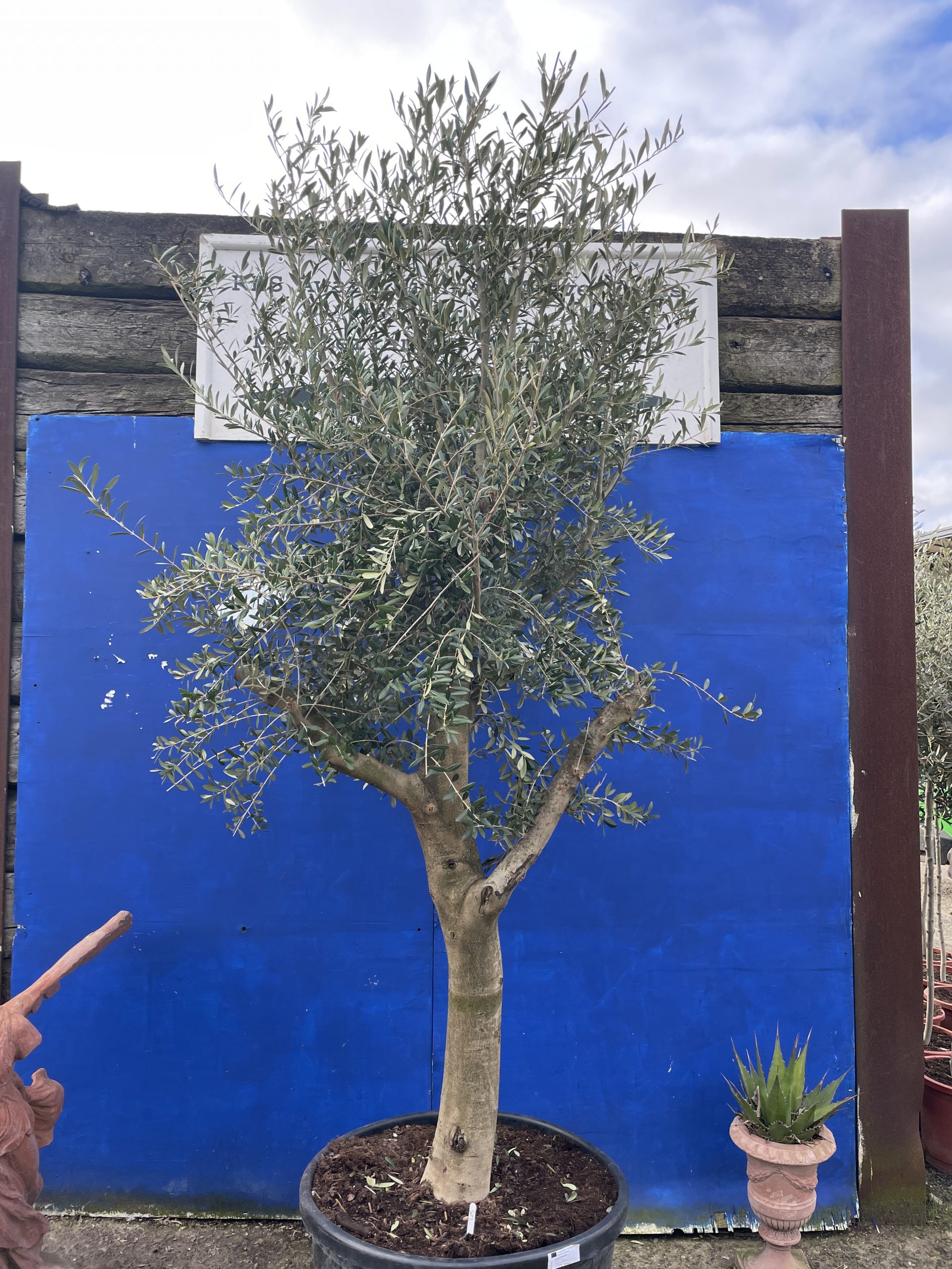 Smooth stem branched Olive tree - The Norfolk Olive Tree Company