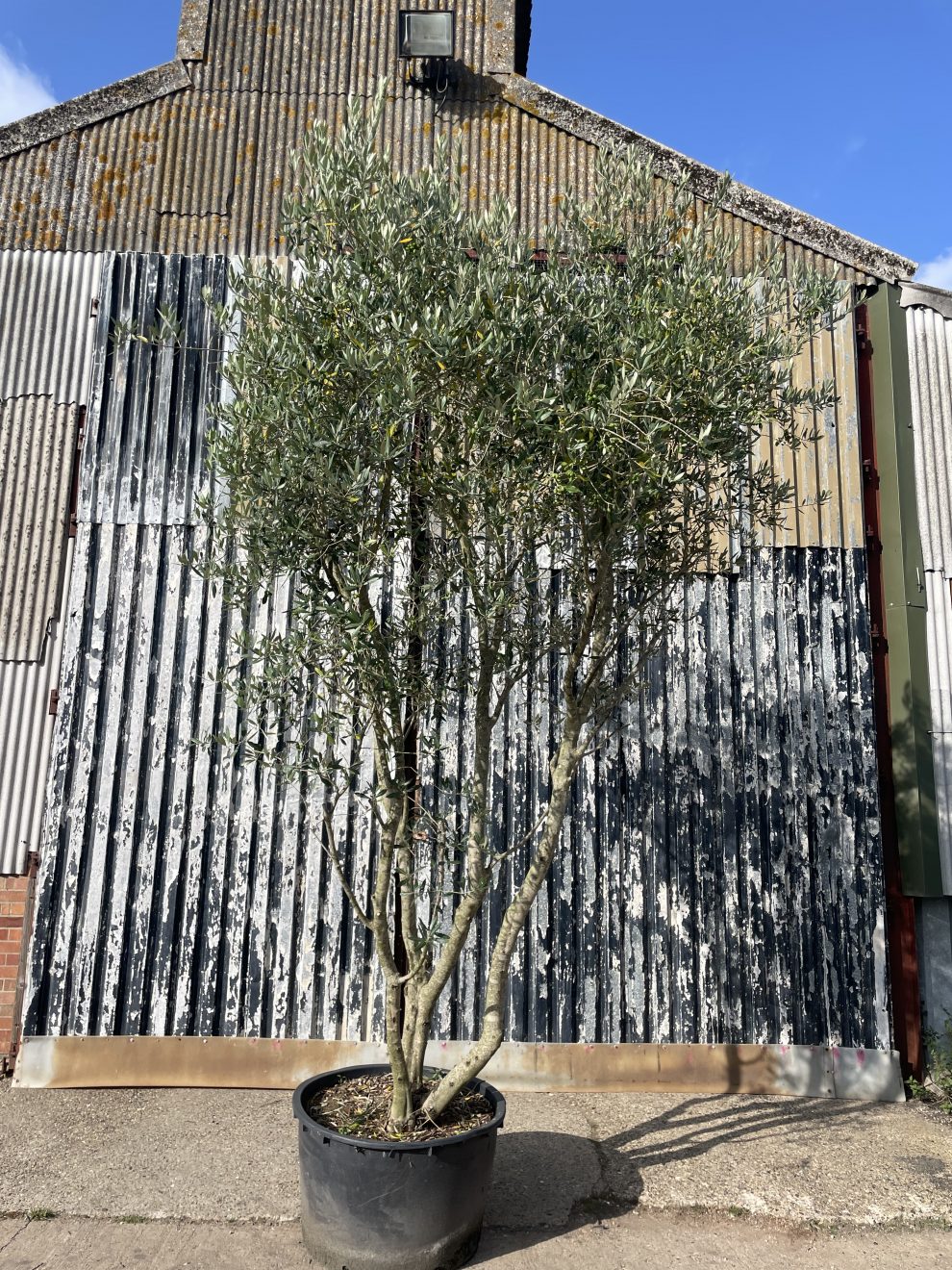 Multi-stem screening olive tree - The Norfolk Olive Tree Company