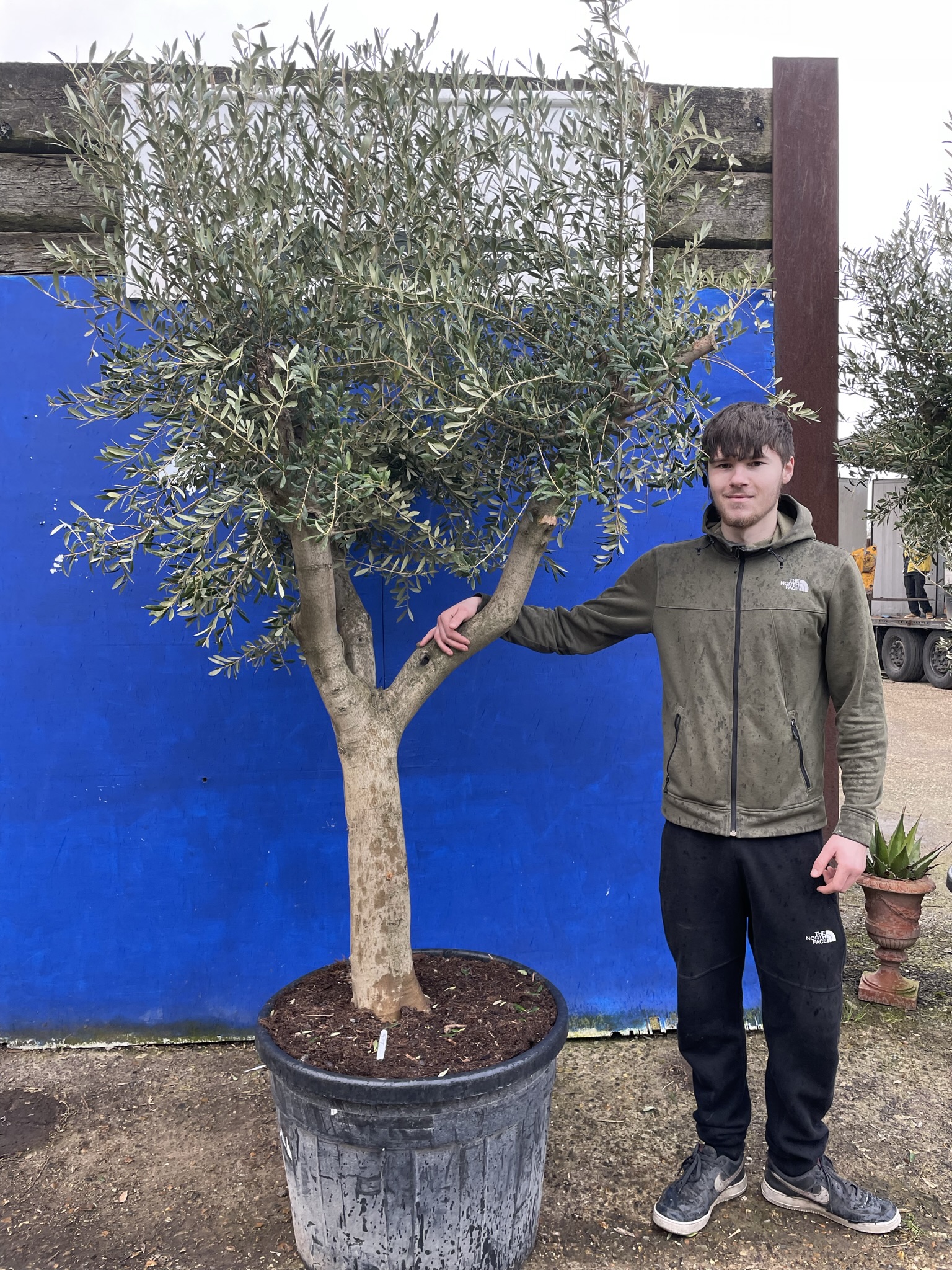 Smooth stem Olive tree - The Norfolk Olive Tree Company