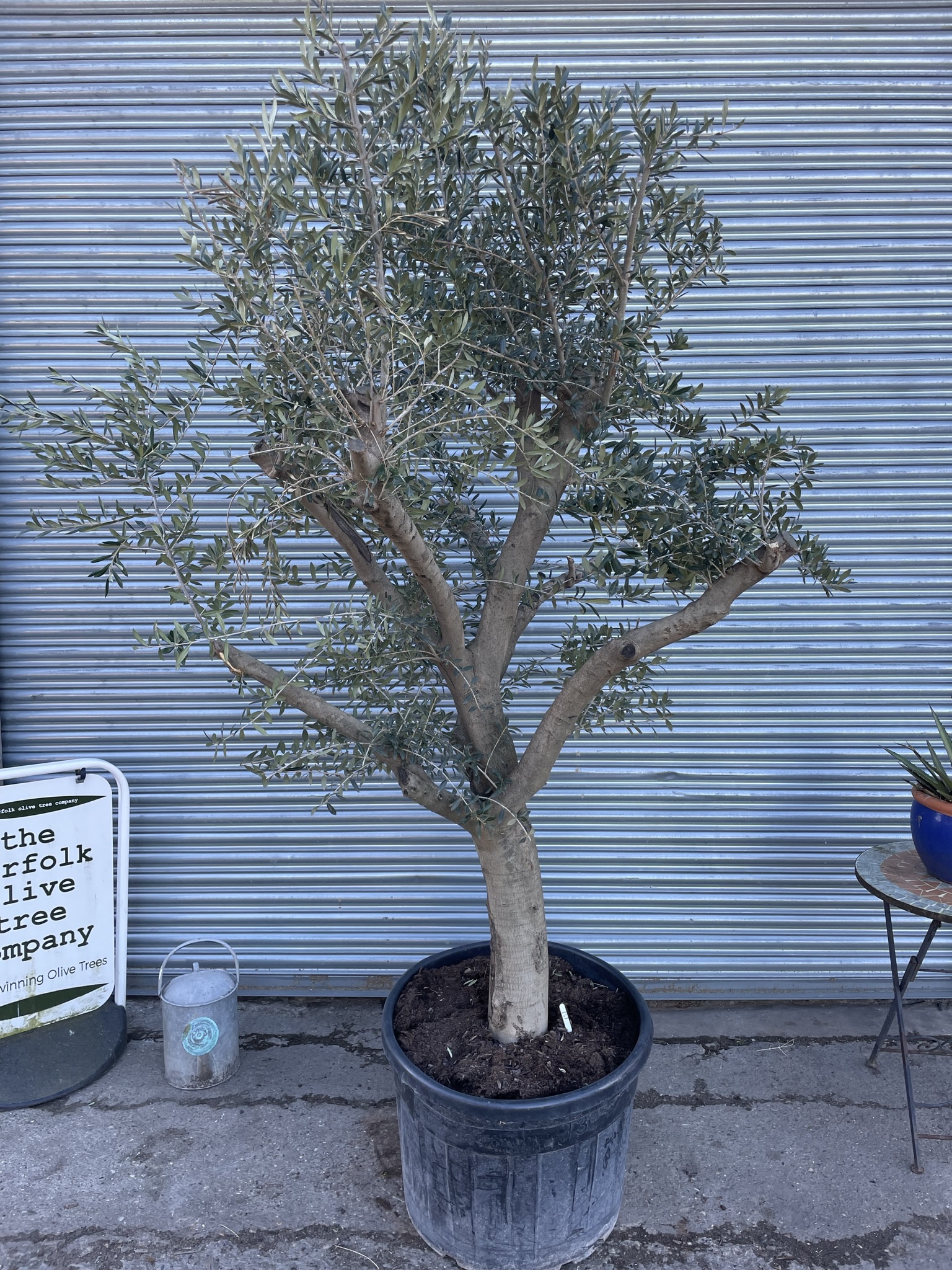 Smooth stem Olive tree - The Norfolk Olive Tree Company