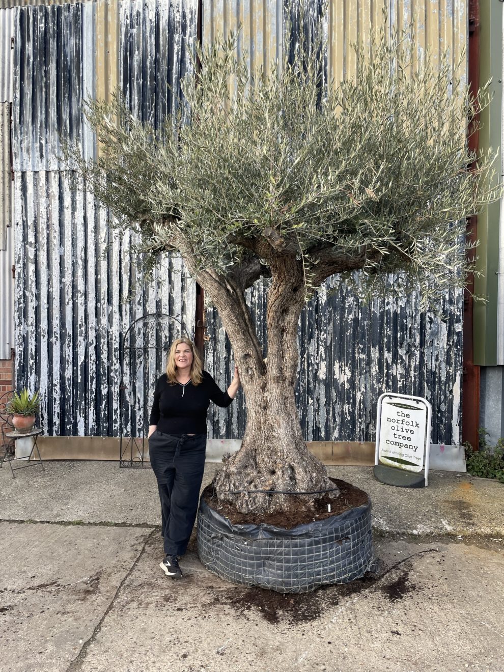 Tall ancient Olive tree - The Norfolk Olive Tree Company