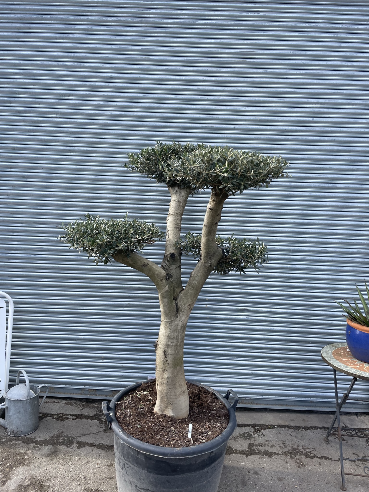 Patio cloud tree 240 - The Norfolk Olive Tree Company