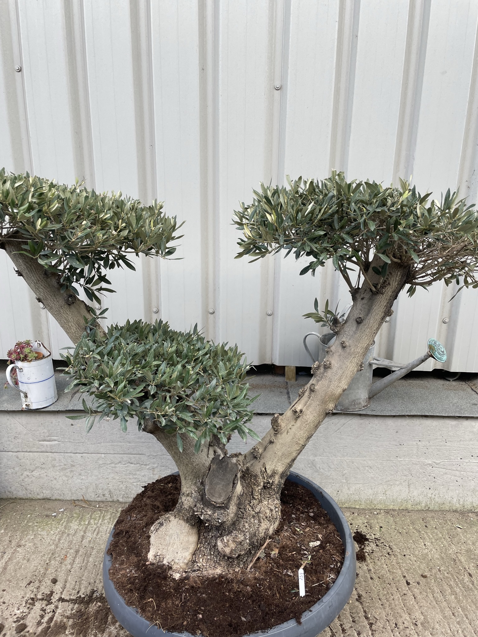 Topiary tree - new arrival - The Norfolk Olive Tree Company