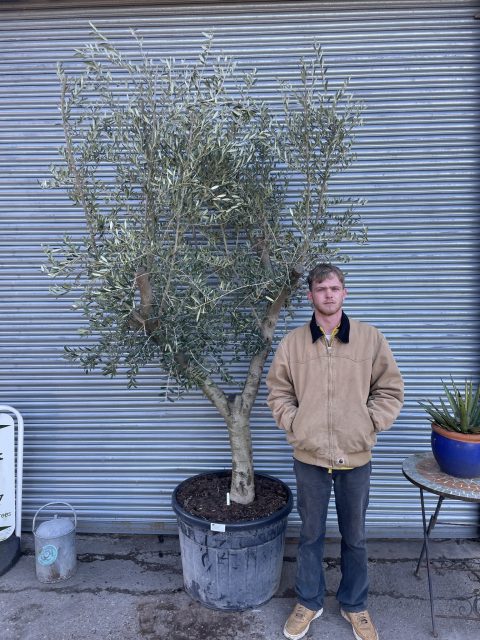 Smooth stem branched Olive tree - The Norfolk Olive Tree Company