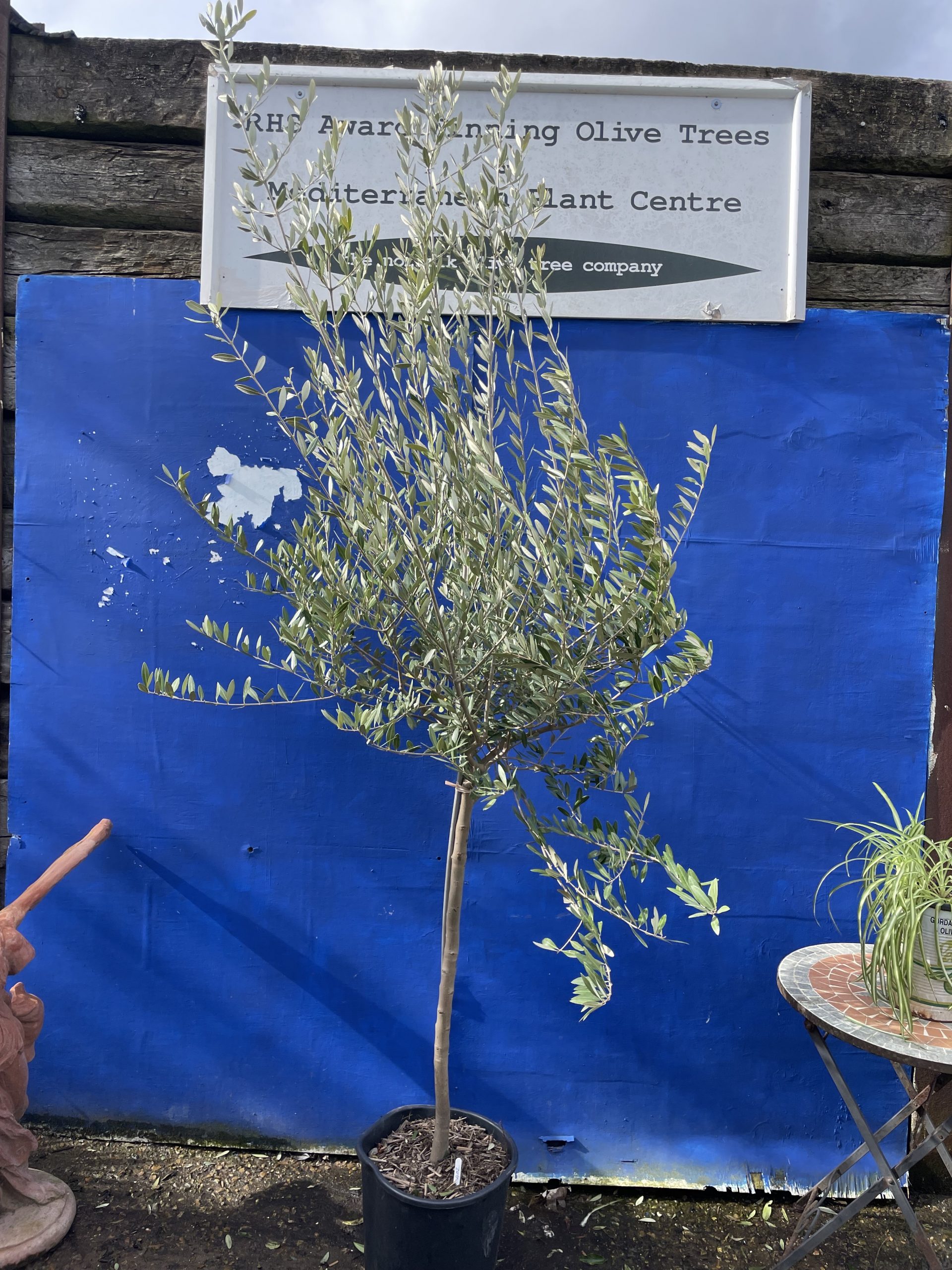 Tuscan Olive tree - free delivery - The Norfolk Olive Tree Company