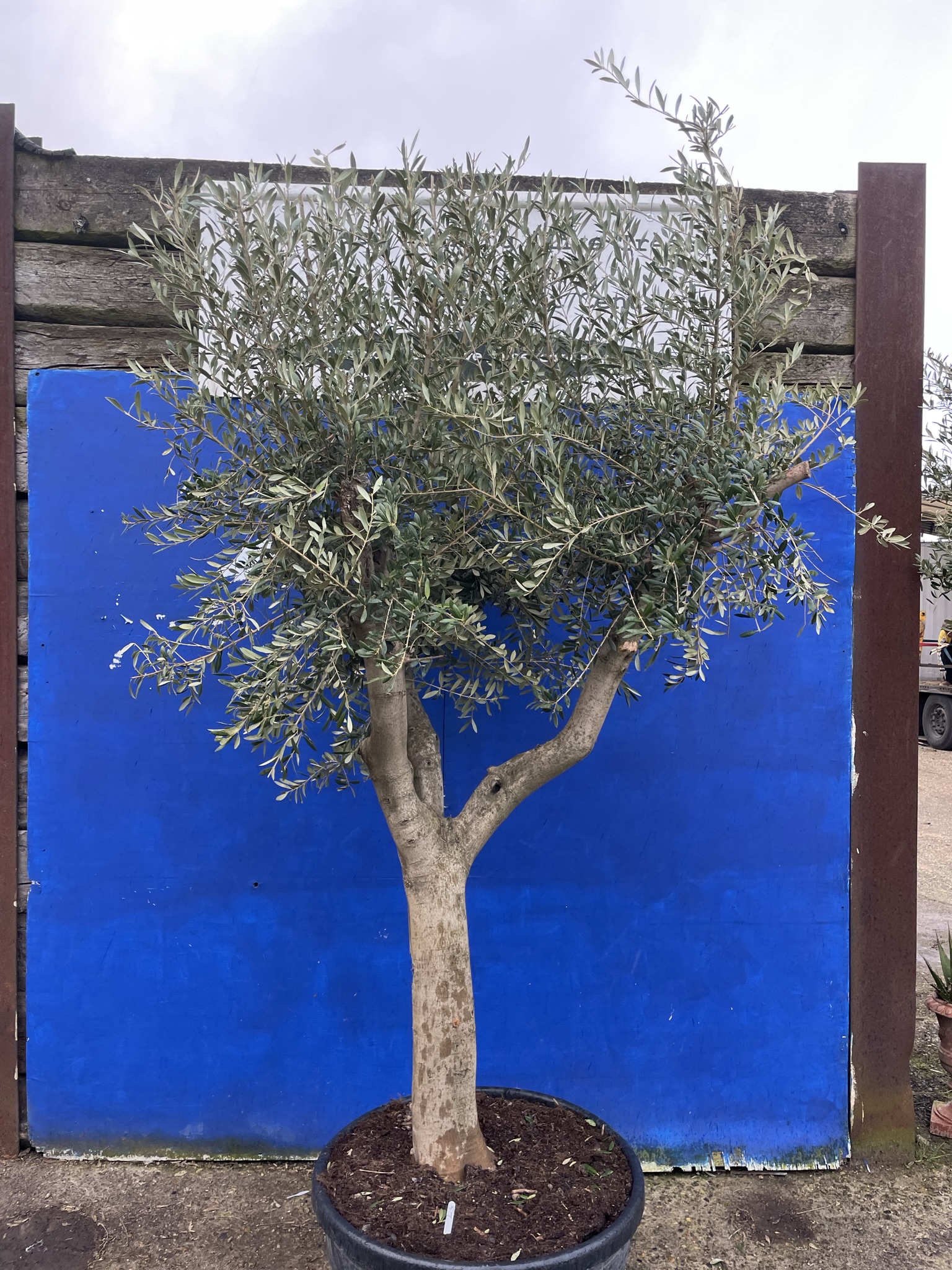 Smooth stem Olive tree - The Norfolk Olive Tree Company