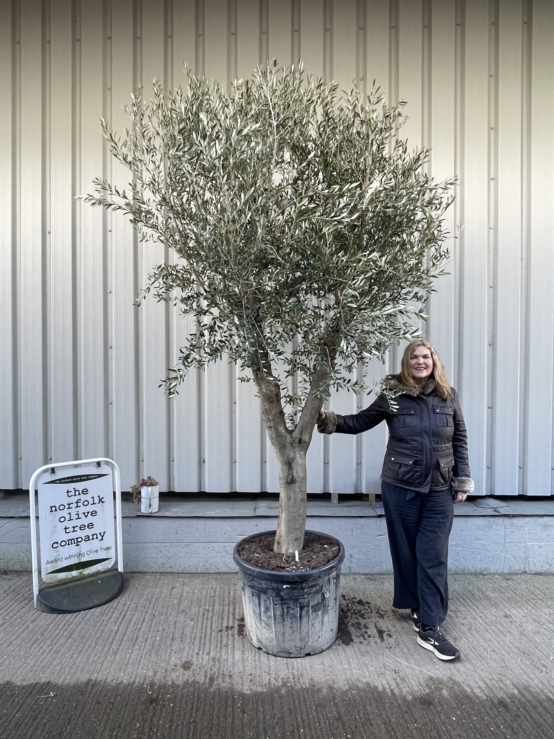 Tuscan form Olive tree - The Norfolk Olive Tree Company