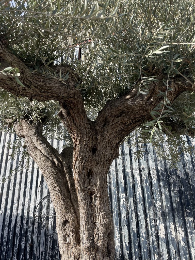 Tall ancient Olive tree - The Norfolk Olive Tree Company