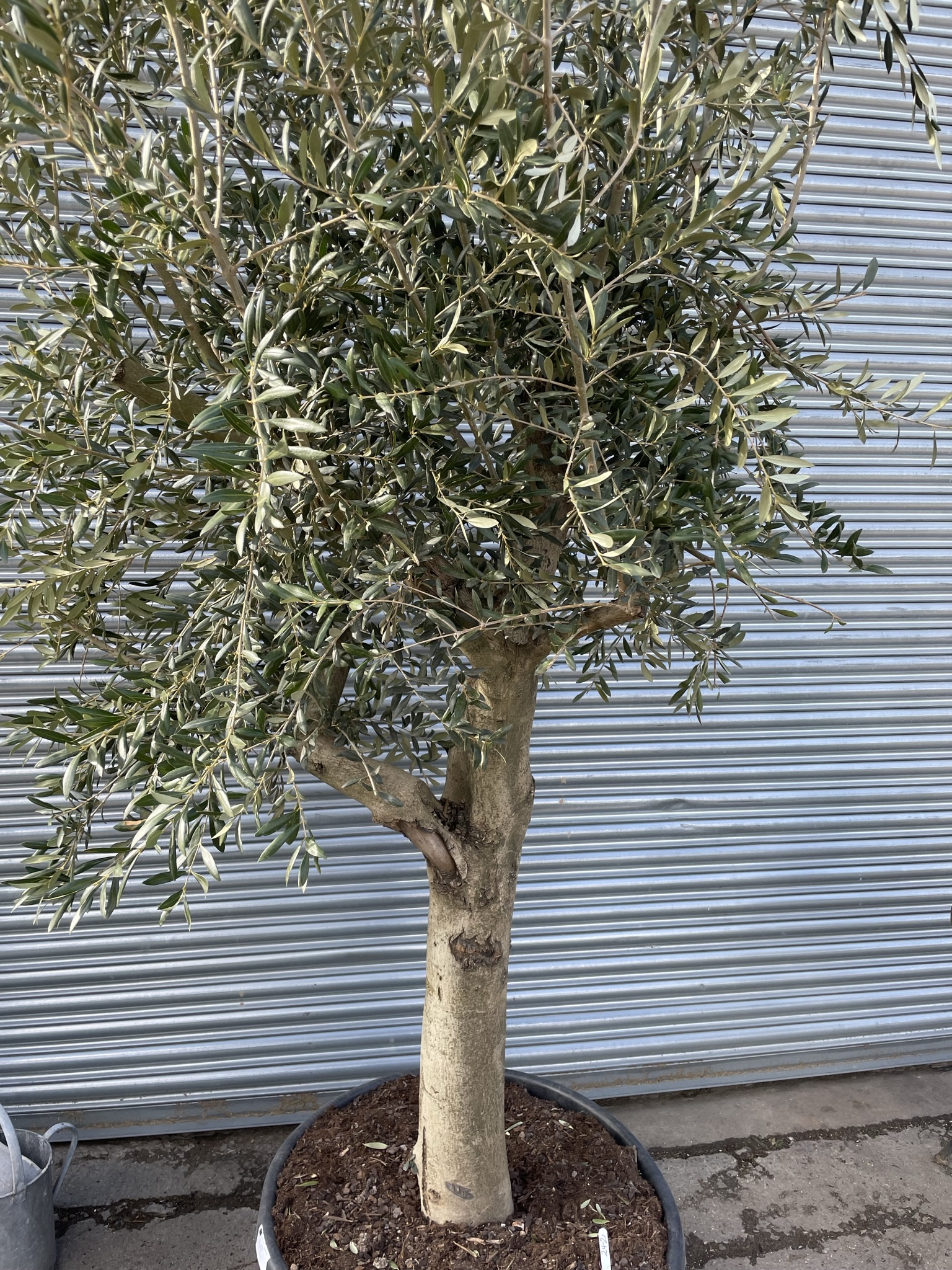 Smooth stem Olive tree - The Norfolk Olive Tree Company