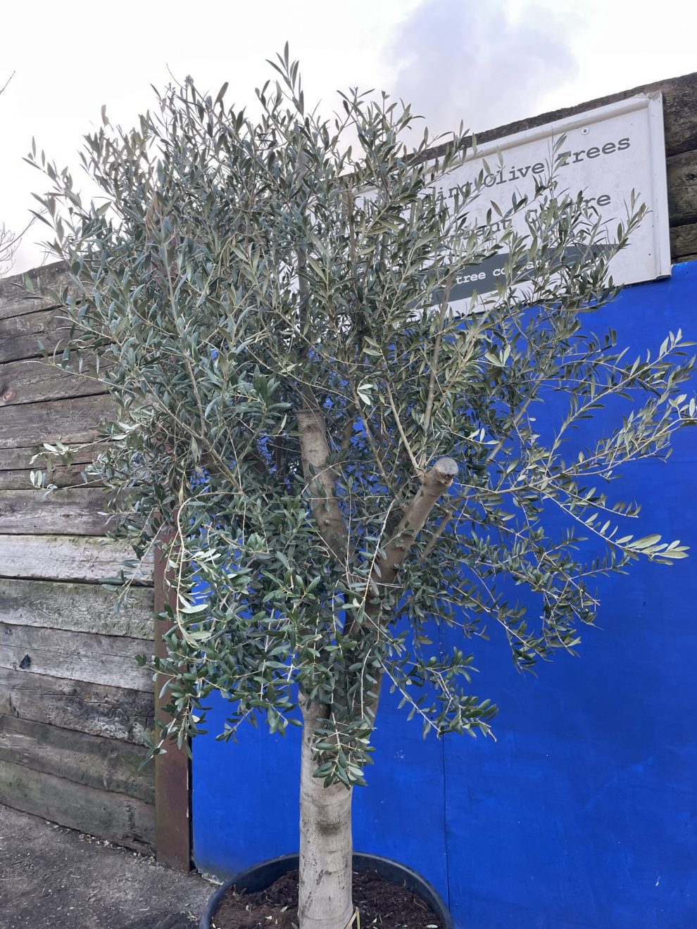Arbequina Olive Tree 221 - The Norfolk Olive Tree Company