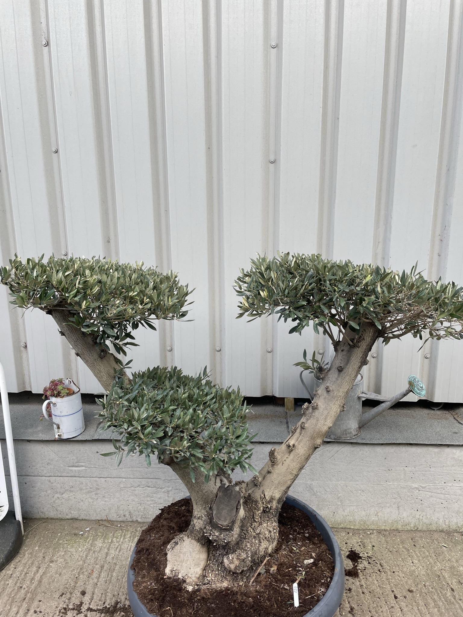 Topiary tree - new arrival - The Norfolk Olive Tree Company