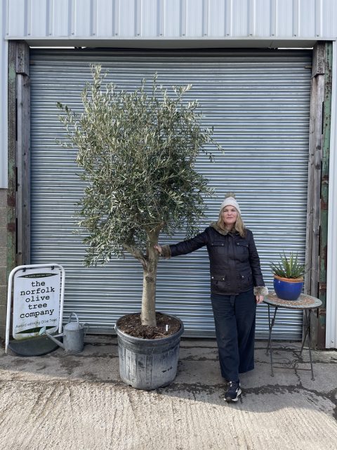 Smooth stem Olive tree - The Norfolk Olive Tree Company