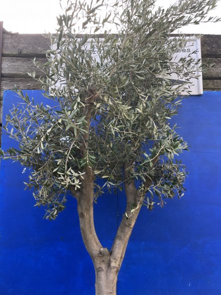 Smooth stem Olive tree - The Norfolk Olive Tree Company
