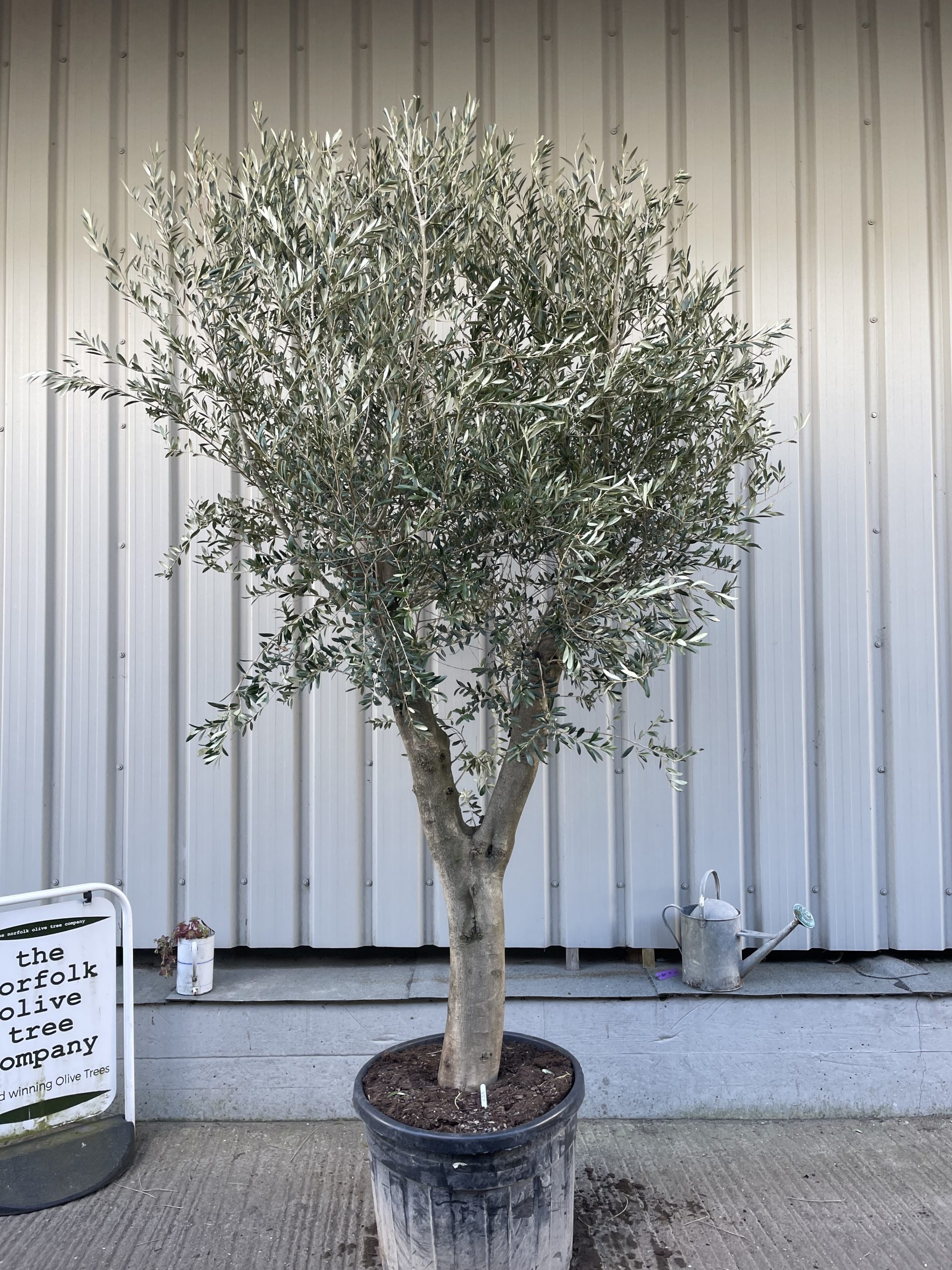 Tuscan form Olive tree - The Norfolk Olive Tree Company